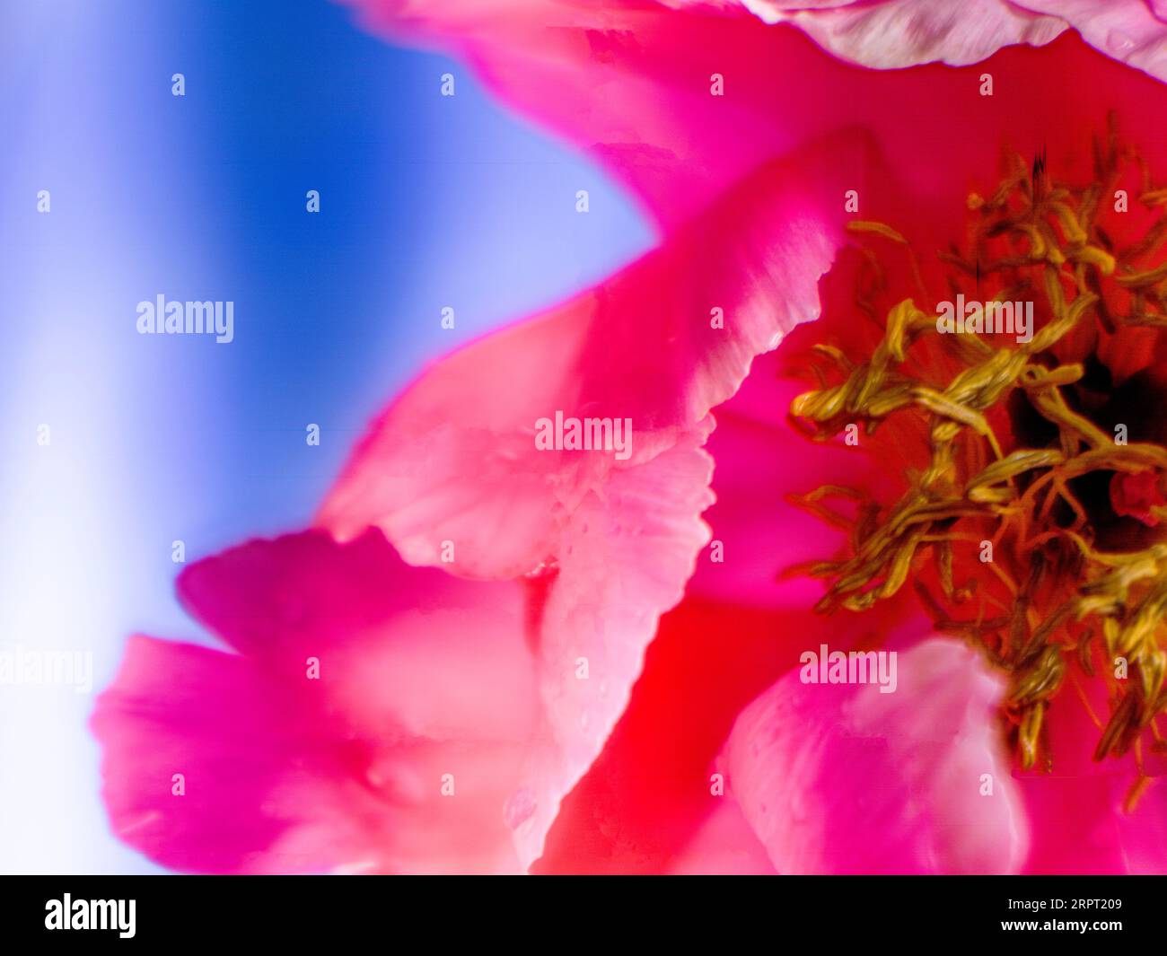 Very close up flower still life of dark pink Peony flower with ...