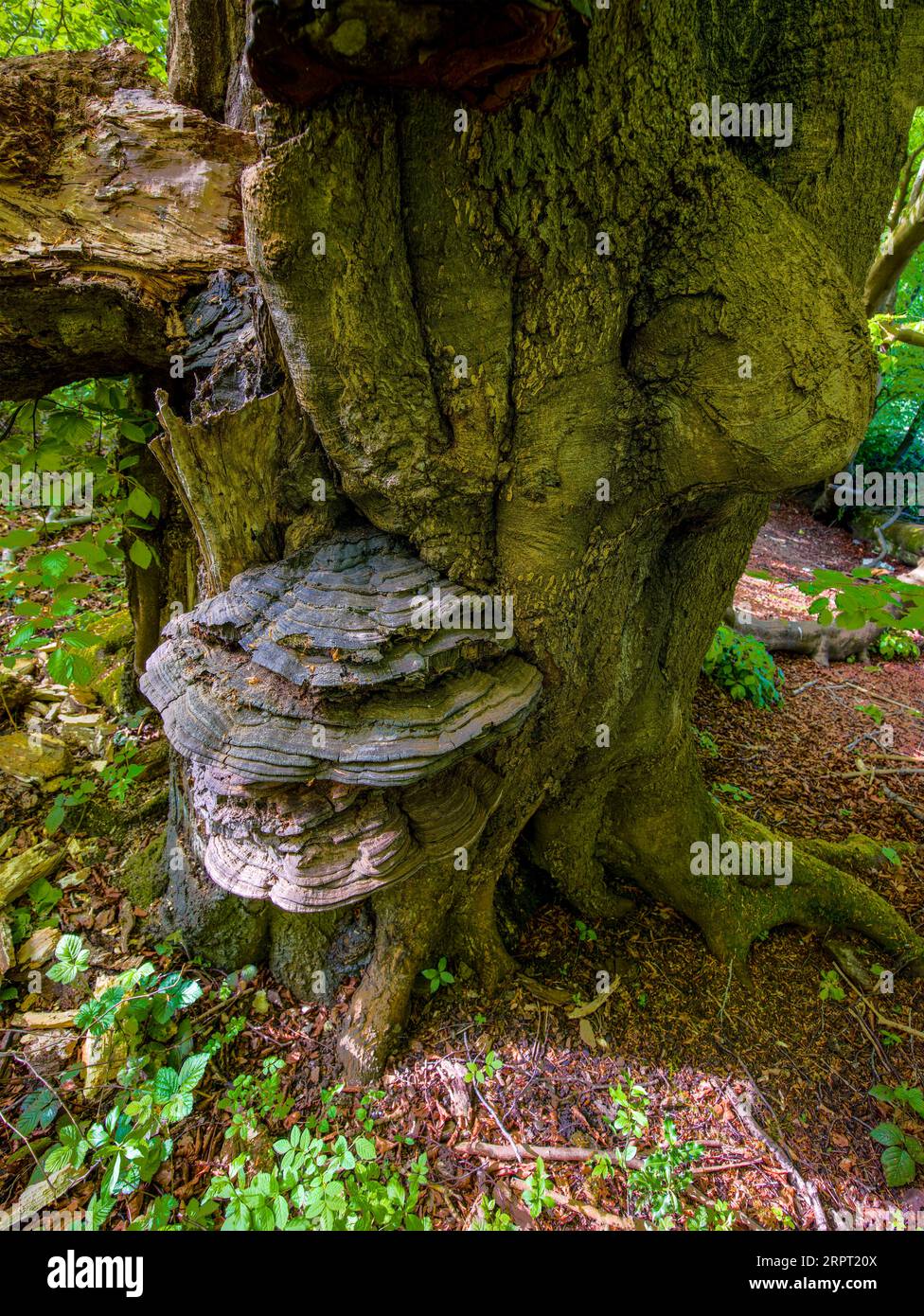 Striking intimate portraits of Woodland textures in appropriate light ...