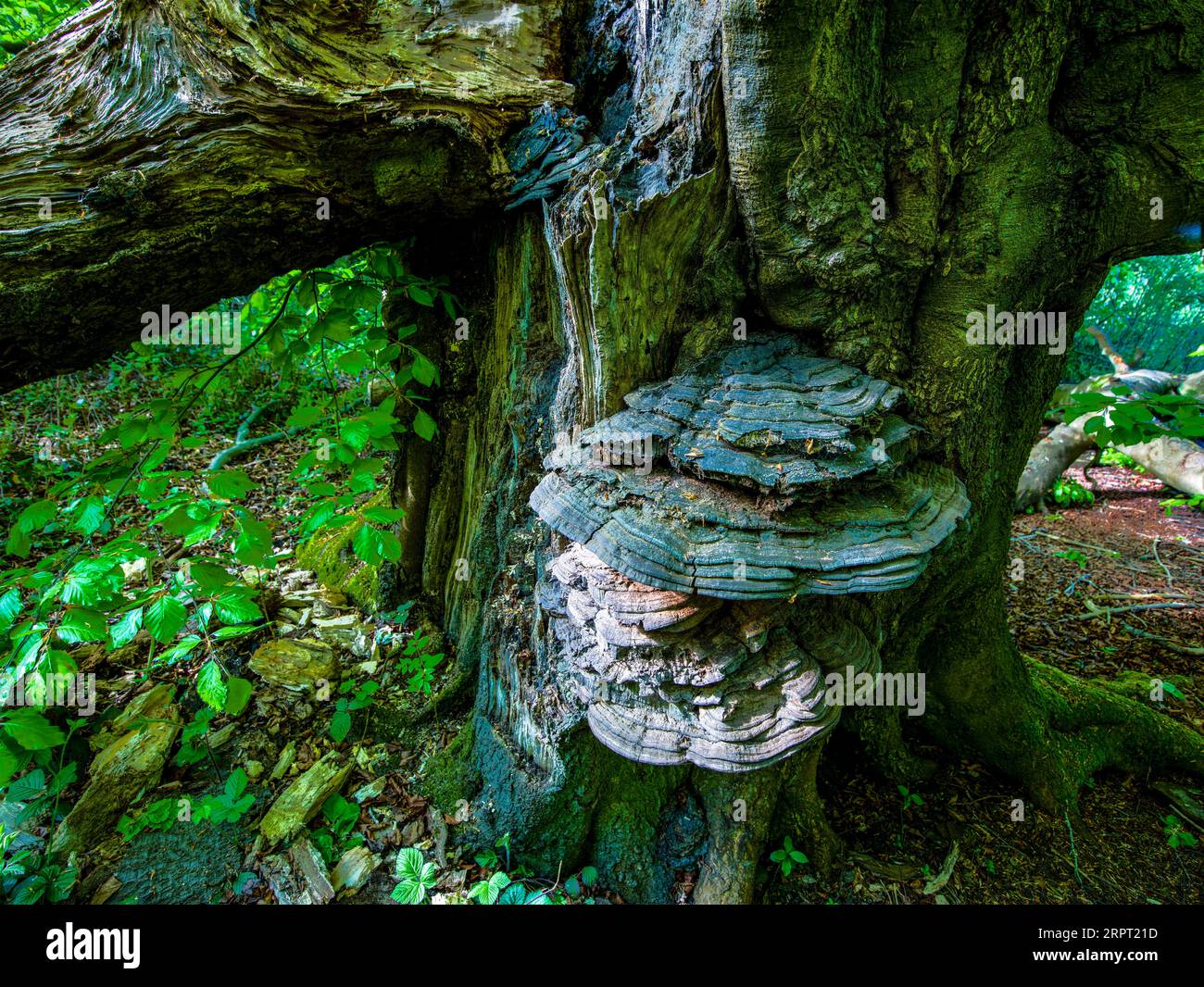 Striking intimate portraits of Woodland textures in appropriate light ...