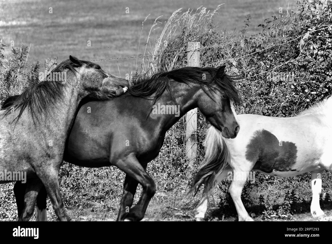 Black and white images of wild horses and at Kenfig Nature Reserve ...