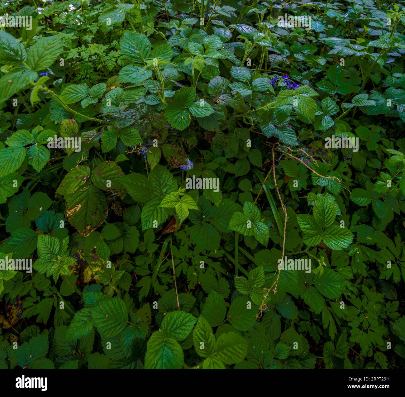 Striking intimate portraits of Woodland textures in appropriate light ...