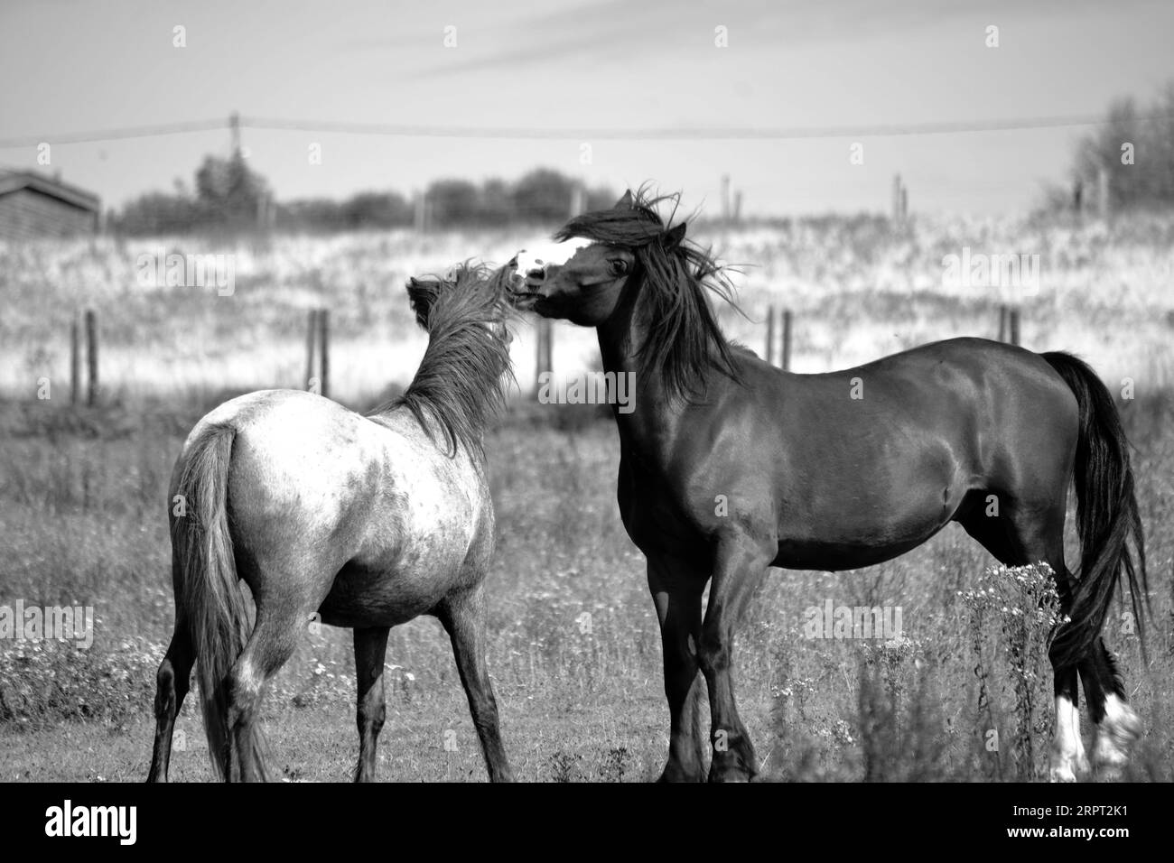 White brown horse playing Black and White Stock Photos & Images - Alamy