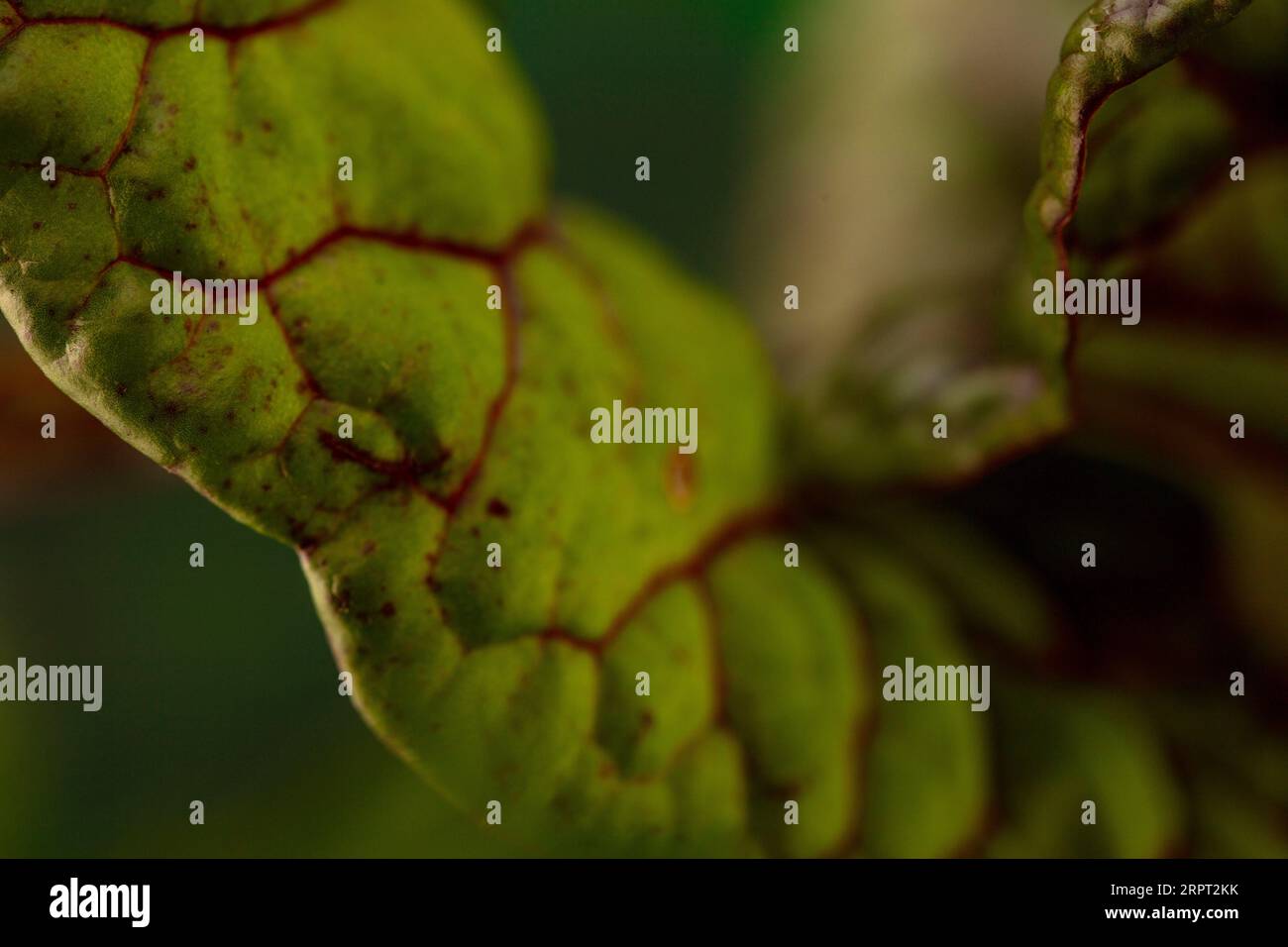 Macro food still life representation of a single Chard leaf showing its ...