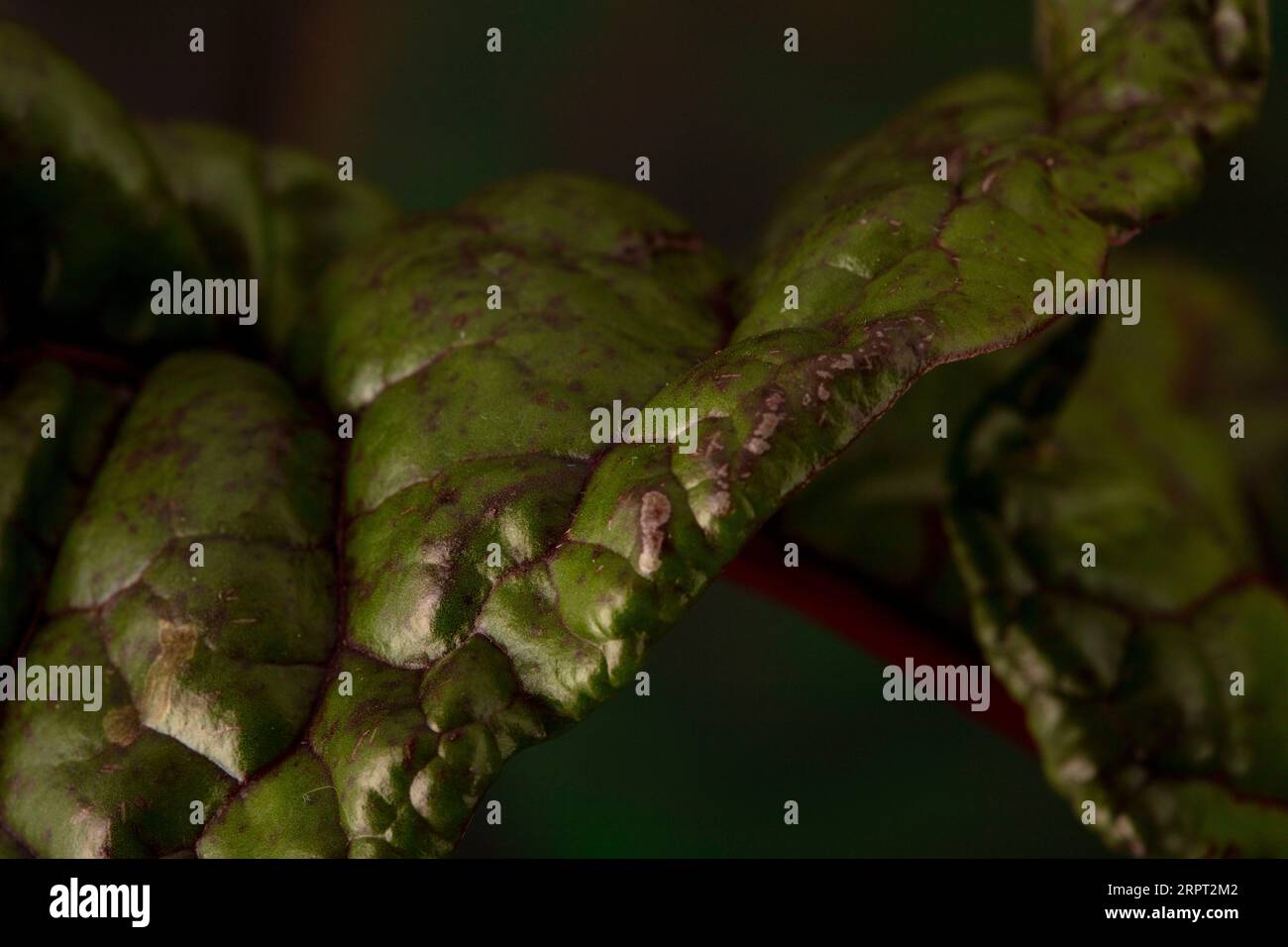 Macro food still life representation of a single Chard leaf showing its ...
