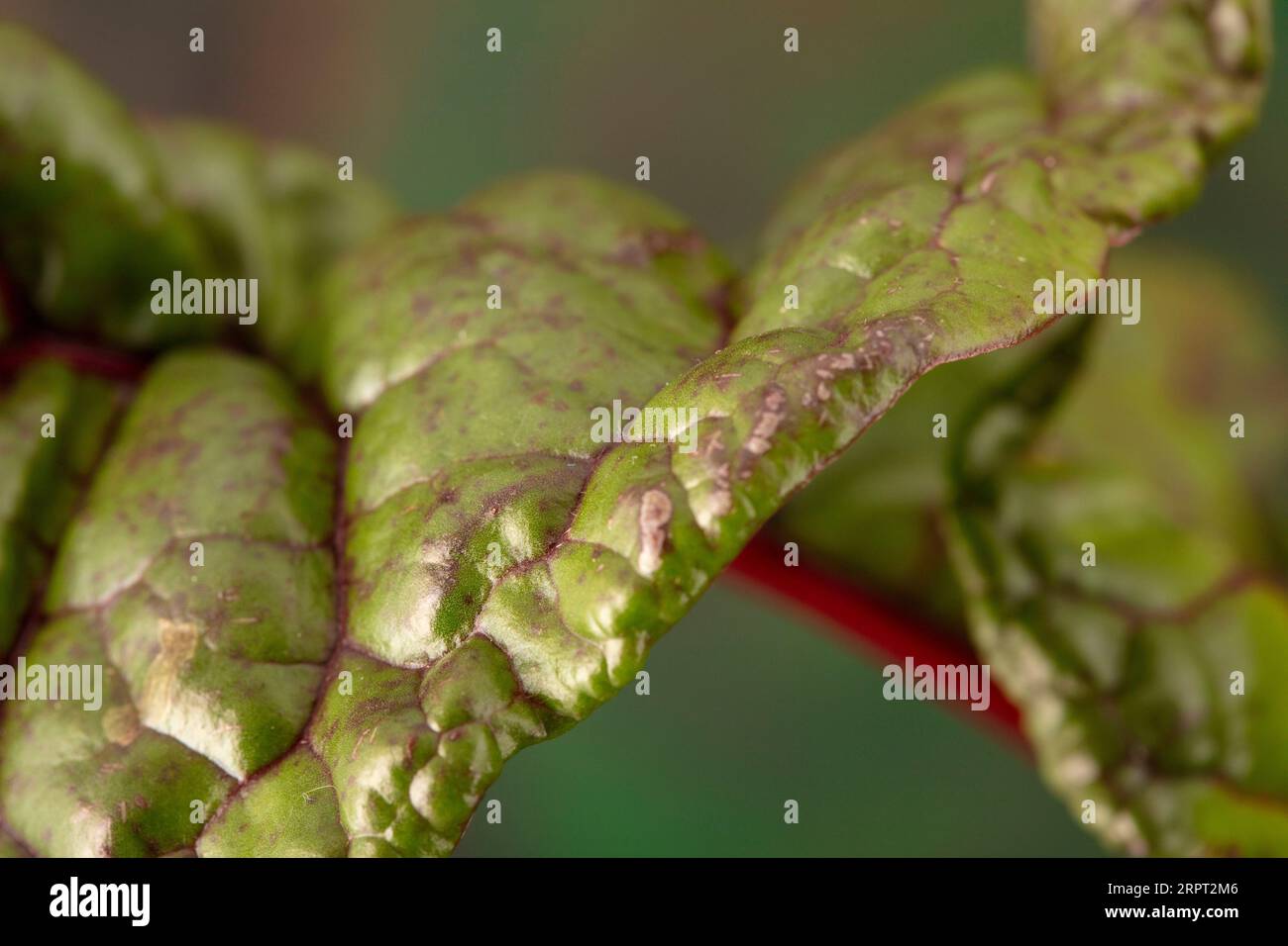 Macro food still life representation of a single Chard leaf showing its ...