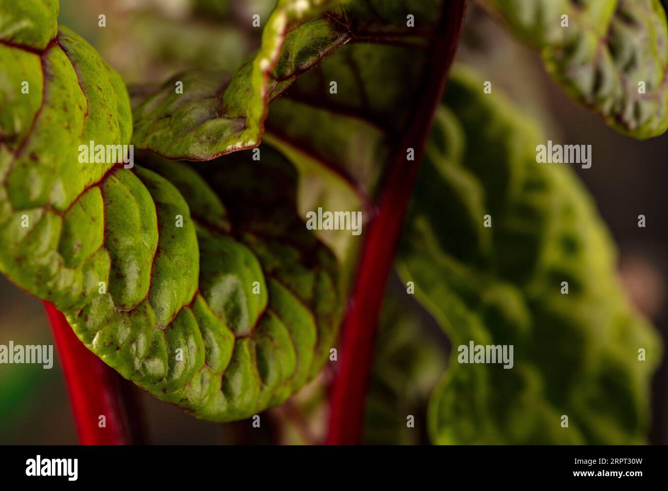 Macro food still life representation of a single Chard leaf showing its ...