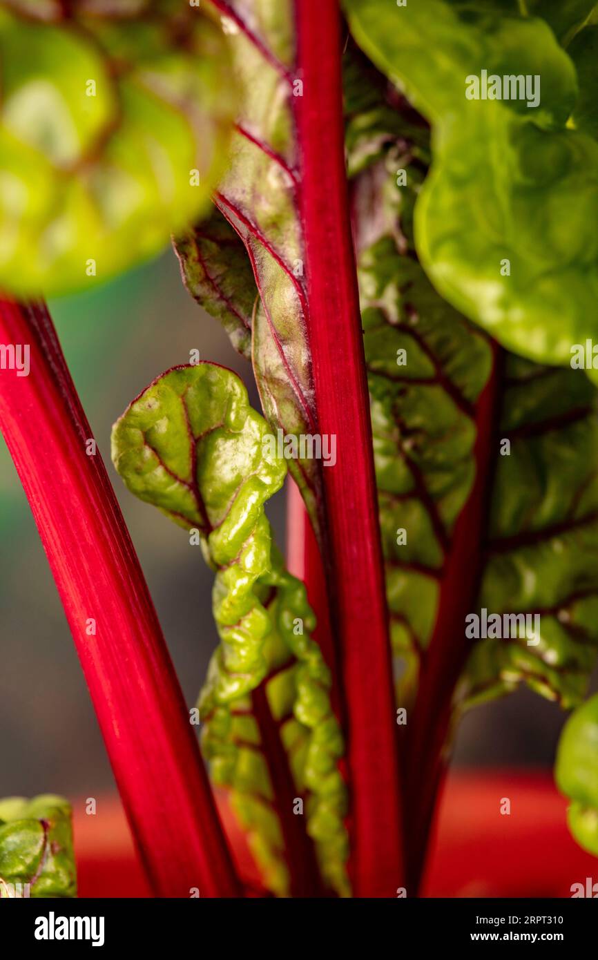 Macro food still life representation of a single Chard leaf showing its ...