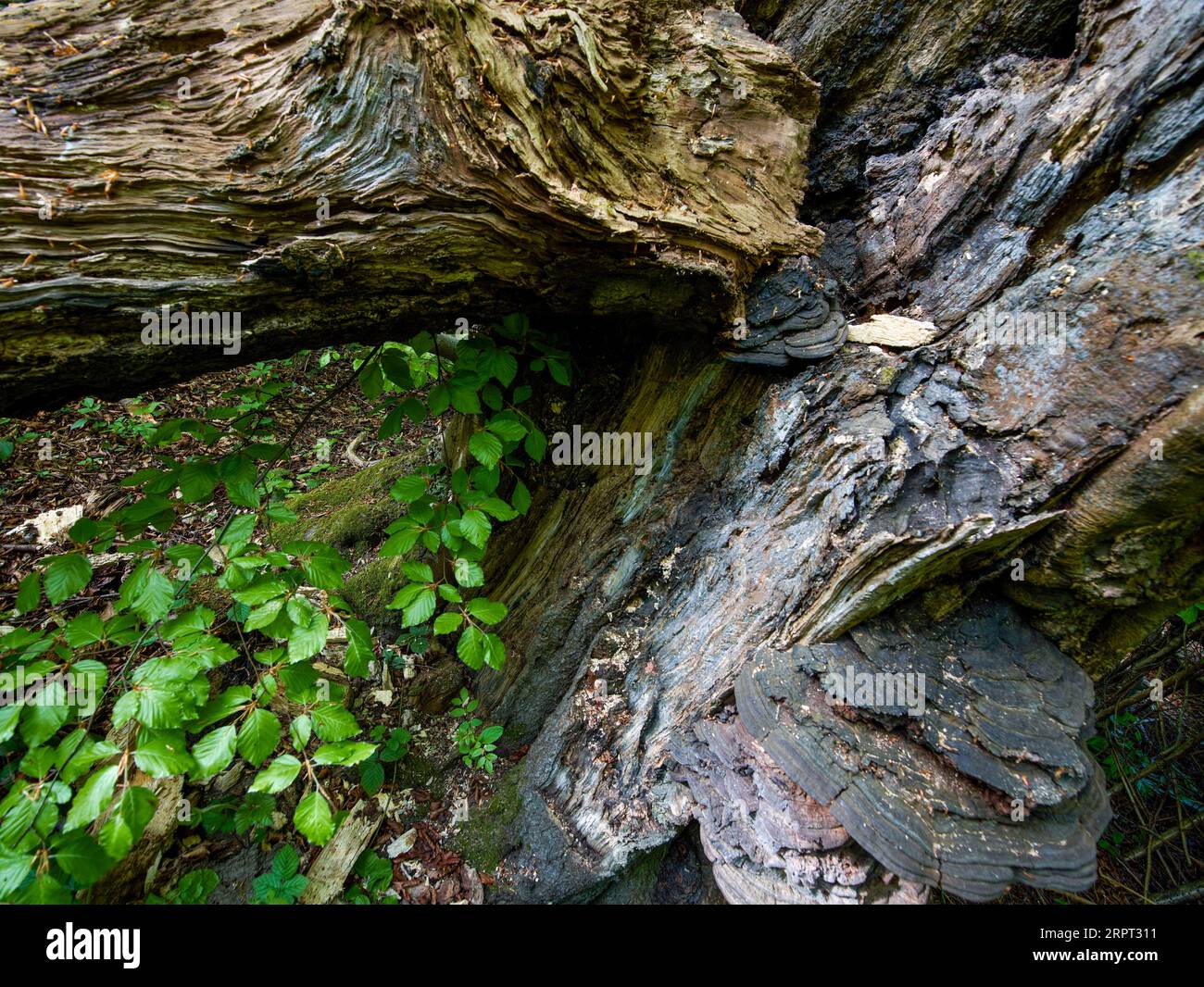 Striking intimate portraits of Woodland textures in appropriate light ...