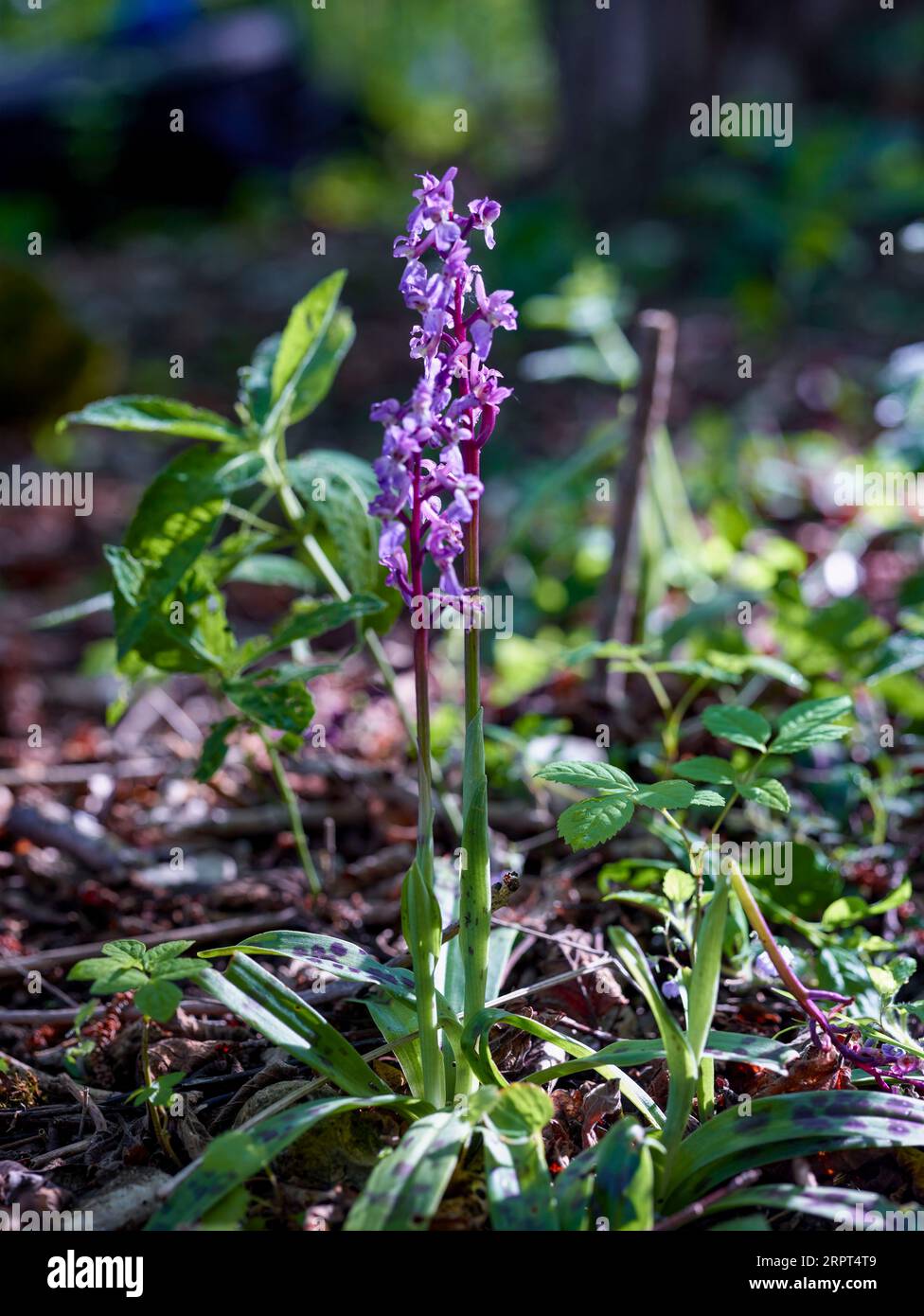 Natural semi close up environmental plant portrait showing intimate ...