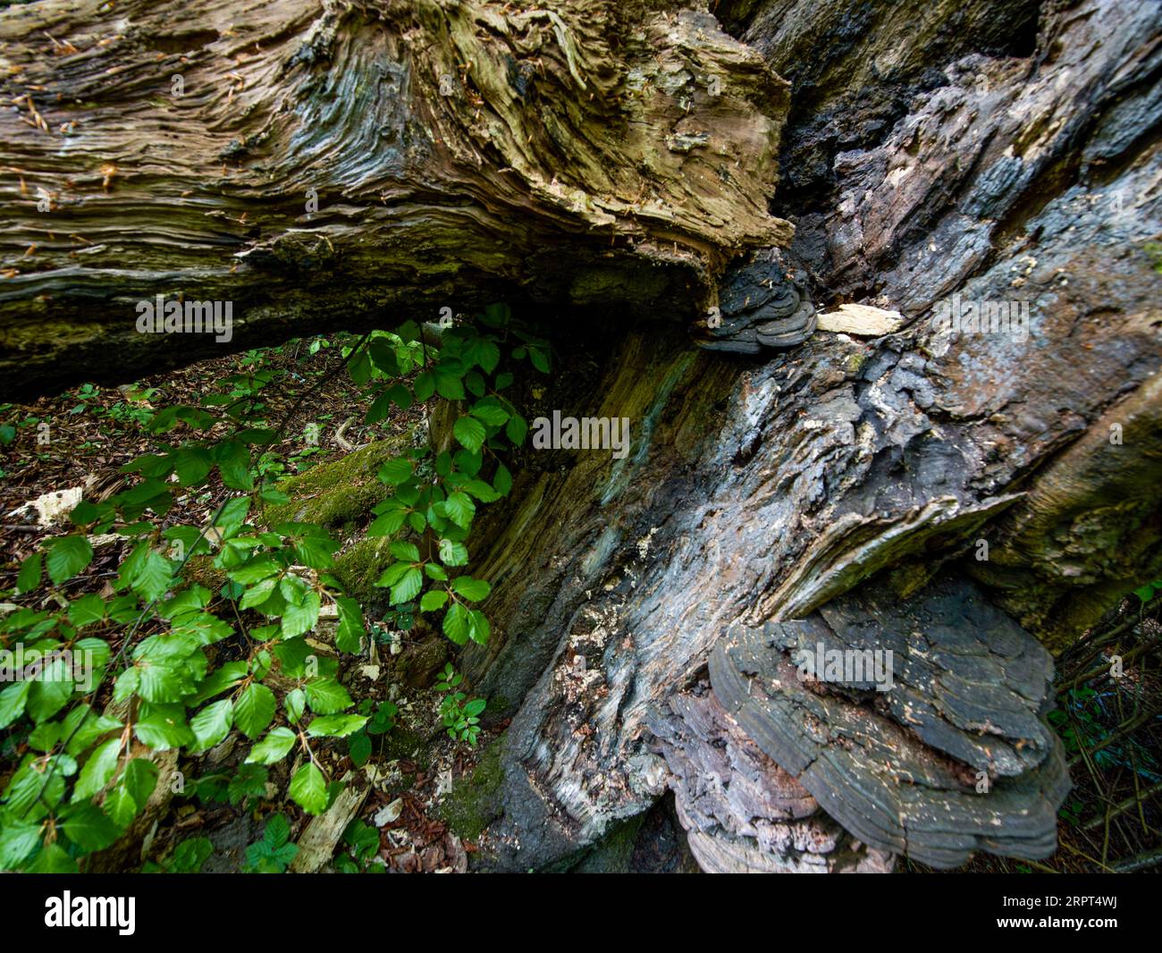 Striking intimate portraits of Woodland textures in appropriate light ...