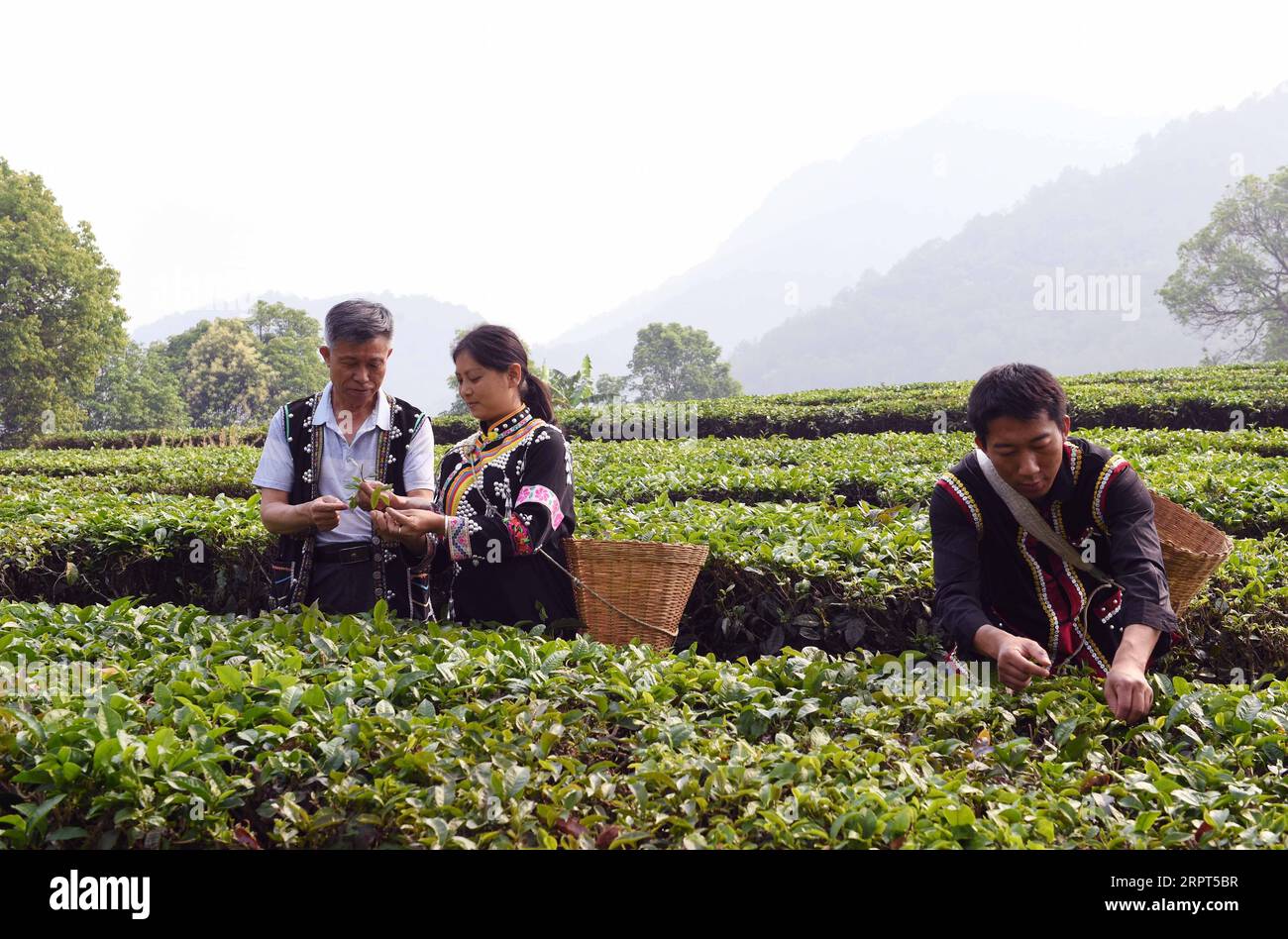Hani people tea hi-res stock photography and images - Alamy
