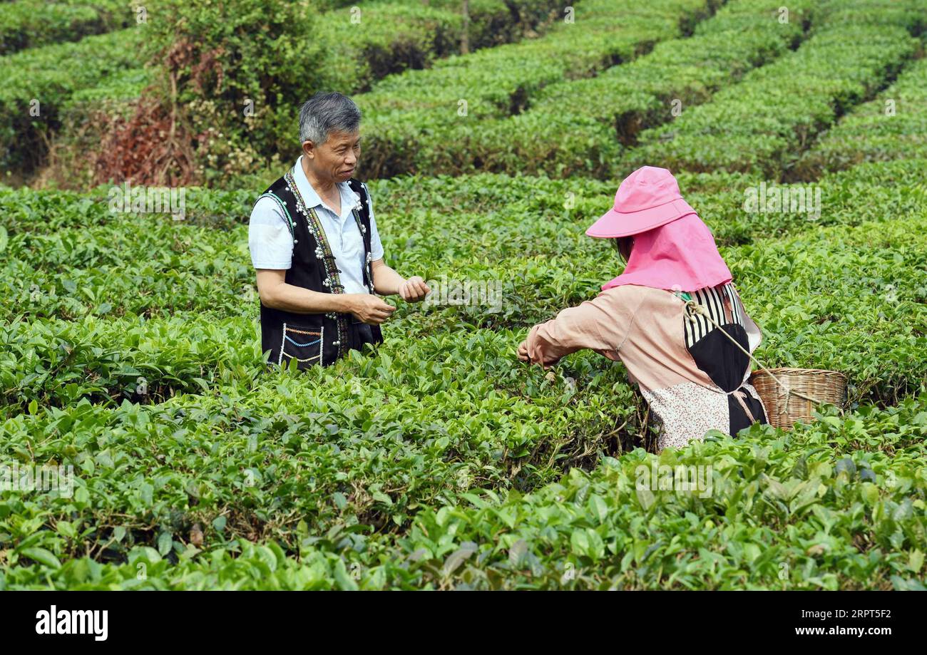 Hani people tea hi-res stock photography and images - Alamy