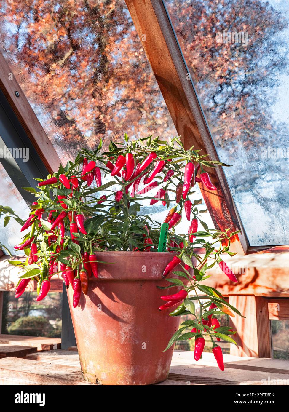 CHILLIES RED APACHE GREENHOUSE AUTUMN vegetable chillies chilli peppers ...