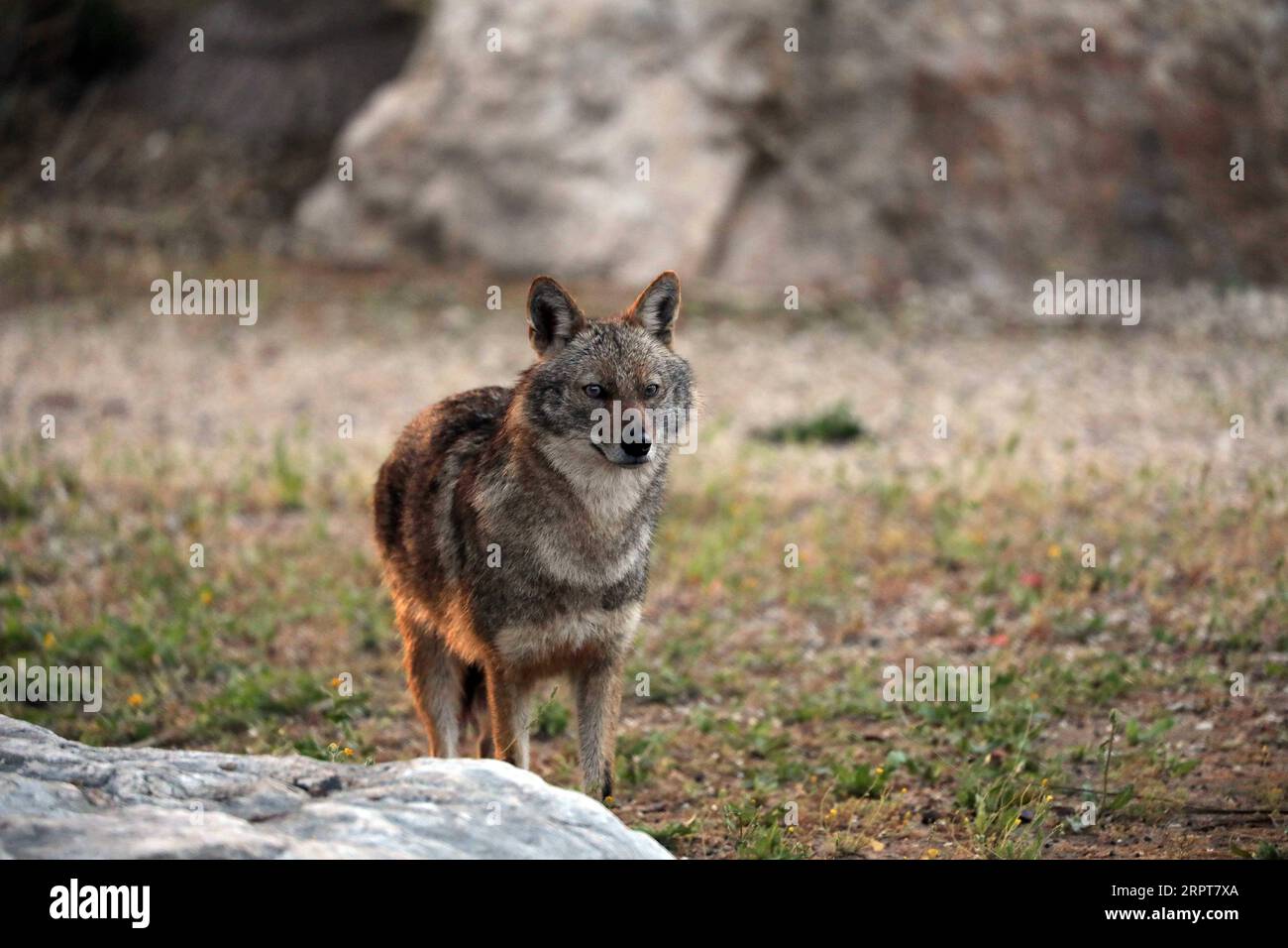 Israel, Schakal in Tel Aviv unterwegs 200412 -- TEL AVIV, April 12 ...