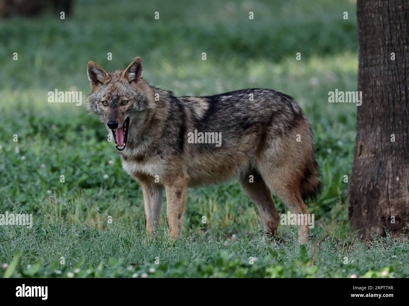 Israel, Schakal in Tel Aviv unterwegs 200412 -- TEL AVIV, April 12 ...