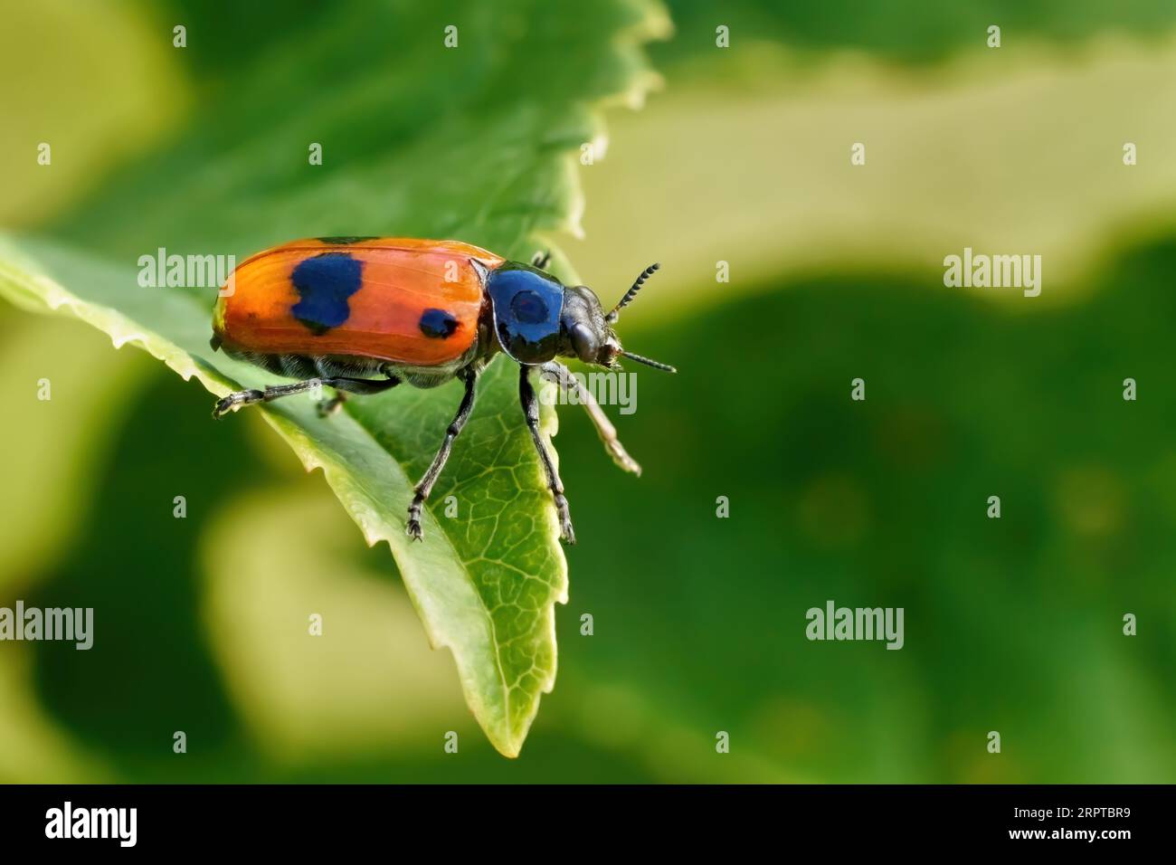 Ant leaf beetle hi-res stock photography and images - Alamy