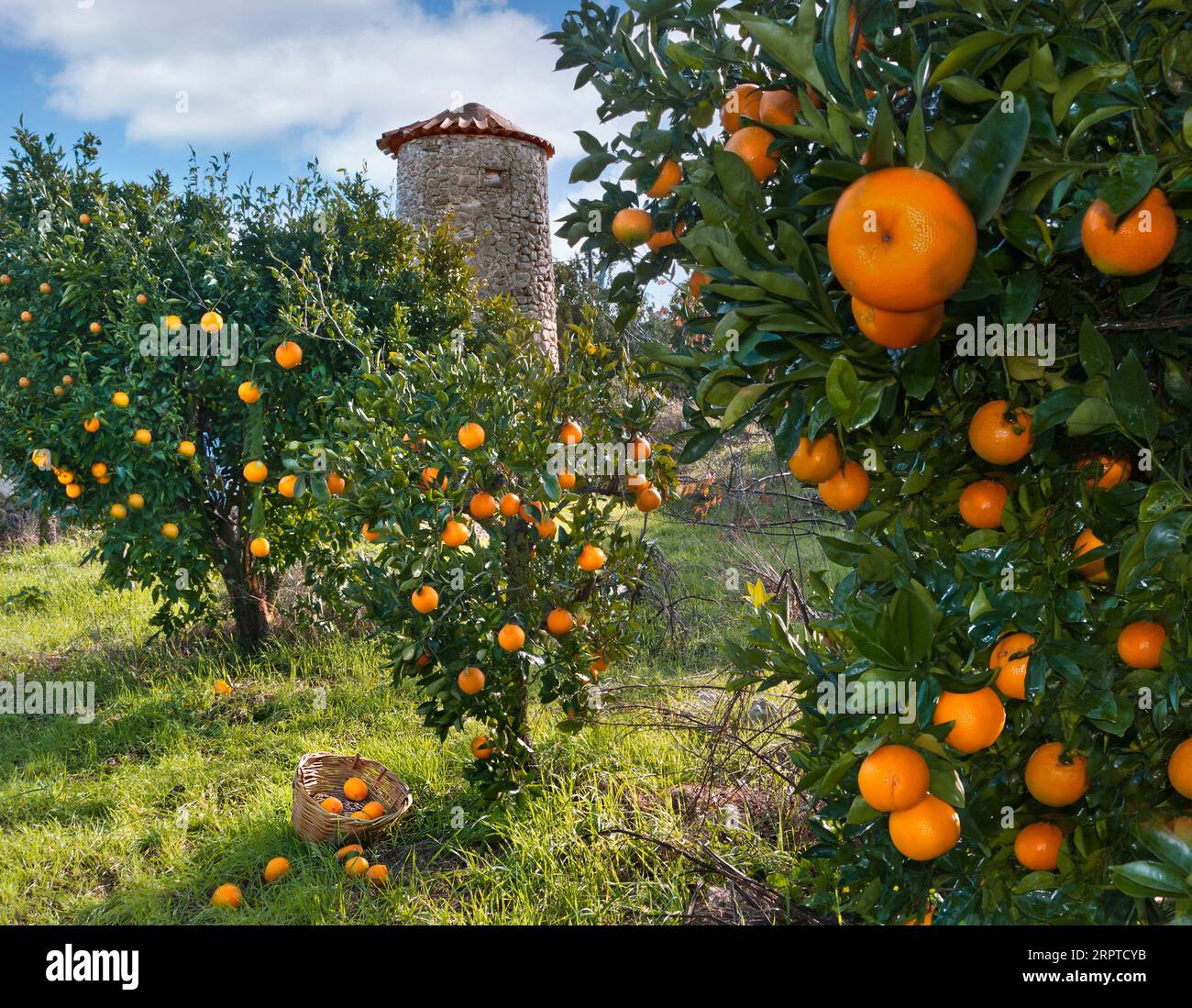 Orange grove typical basket hi-res stock photography and images - Alamy