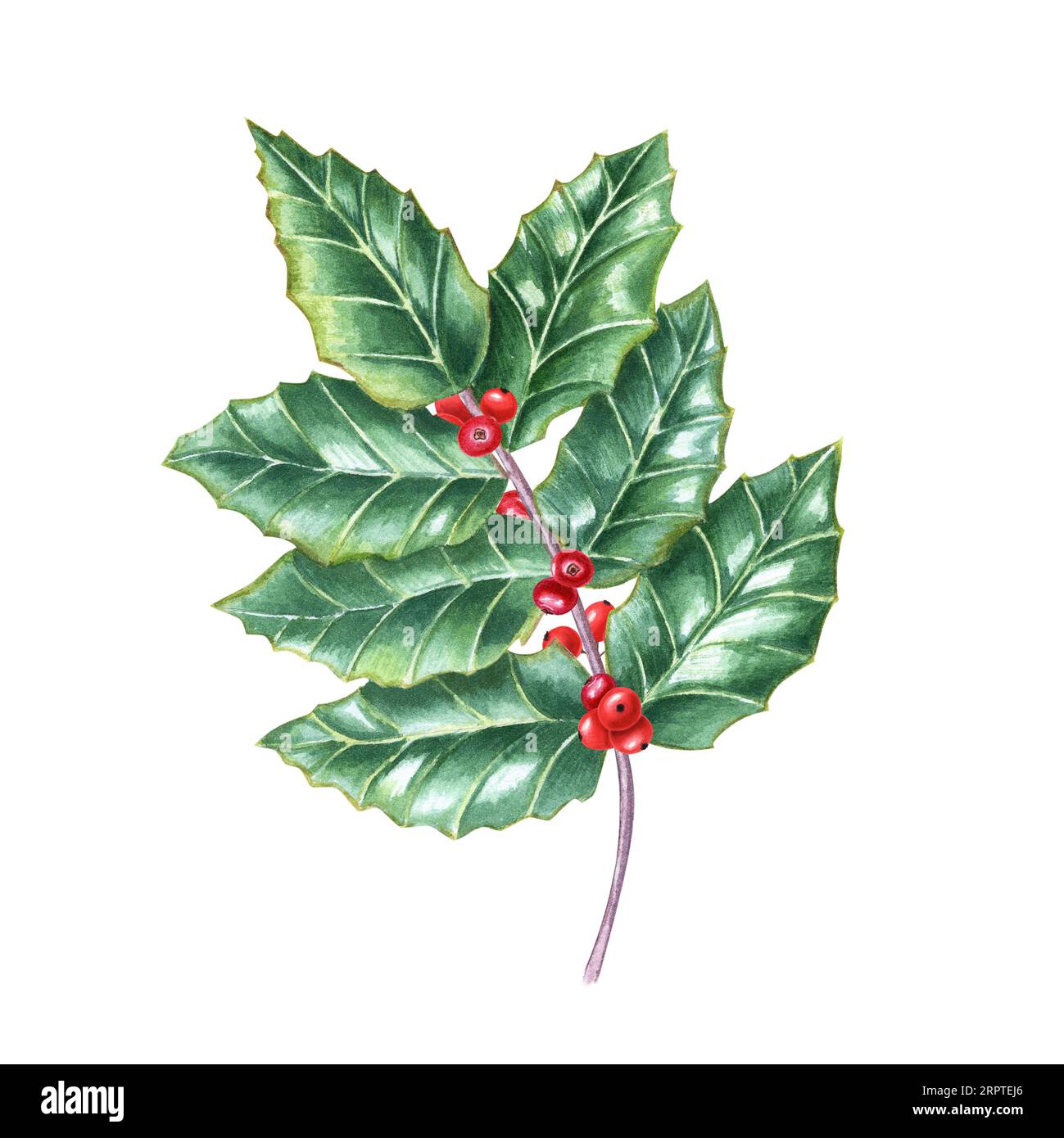 Curved branch of European holly. Fresh green ilex leaves with bunch of ...