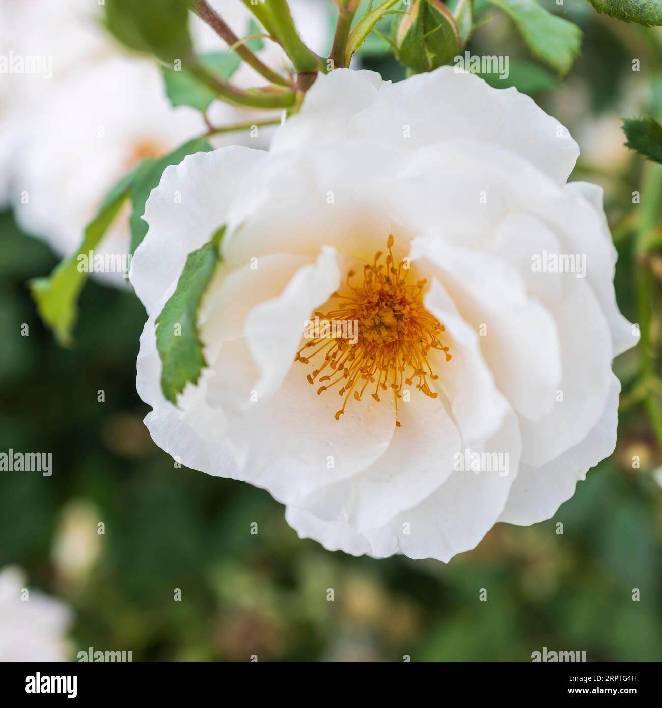 Rosa moschata, the musk rose, is a species of rose which has been long ...