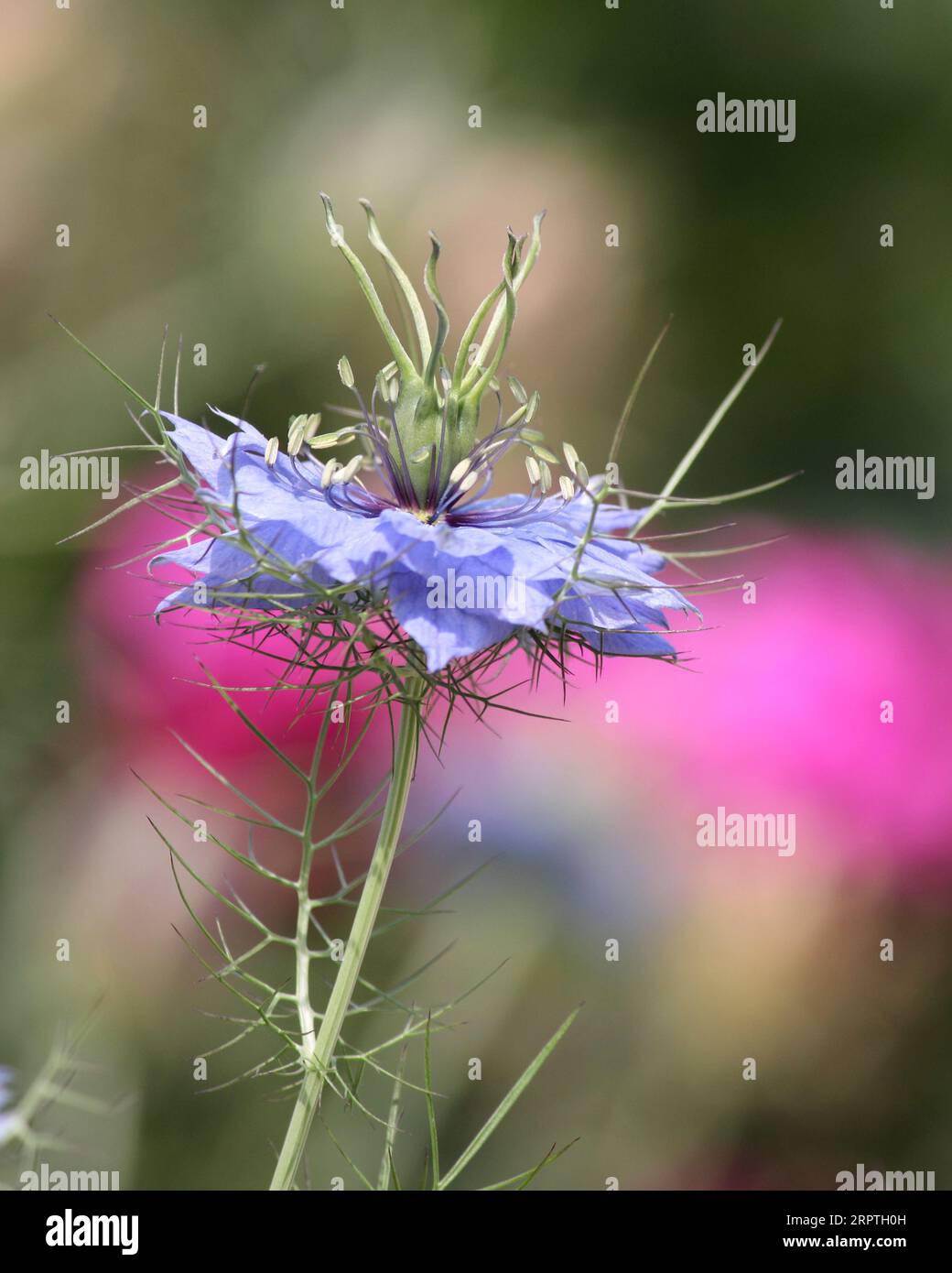 Nigella flower hi-res stock photography and images - Alamy