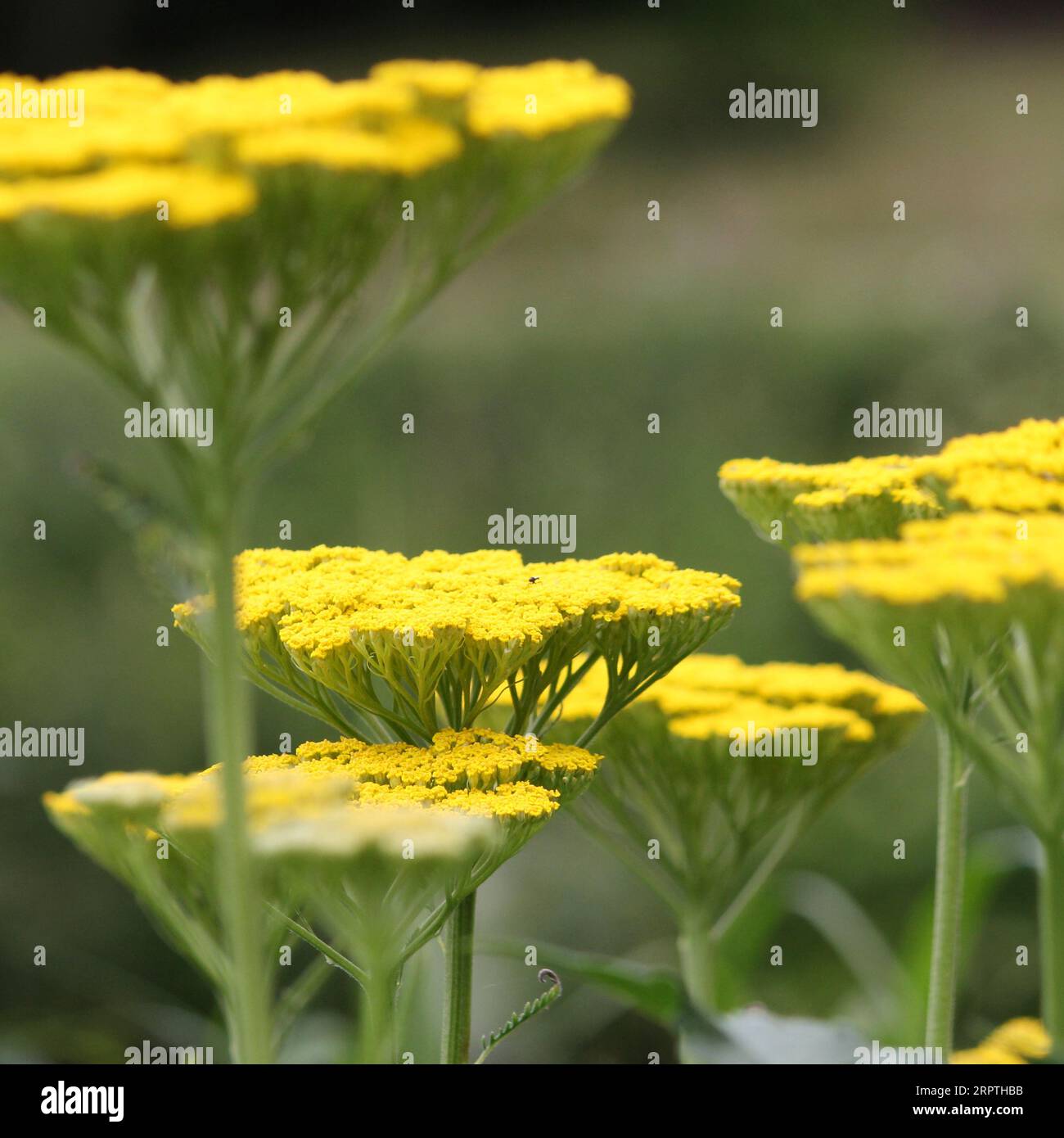 Achillea flower garden plant hi-res stock photography and images - Alamy