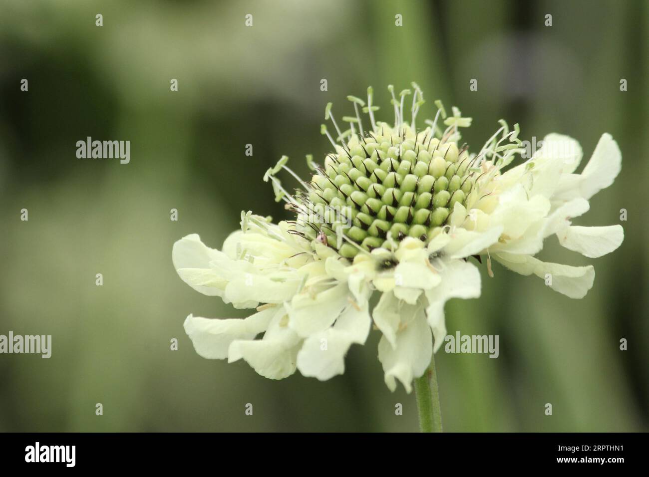 Pincushion Flower (Scabiosa Stock Photo - Alamy