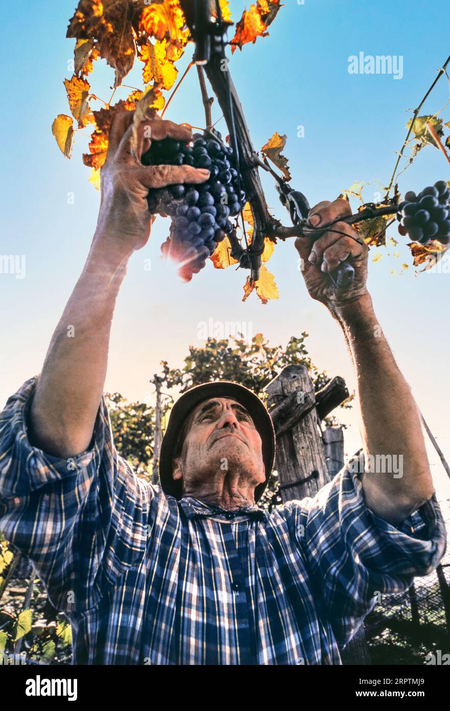 Rustic simple traditional grape picking harvesting hi-res stock ...