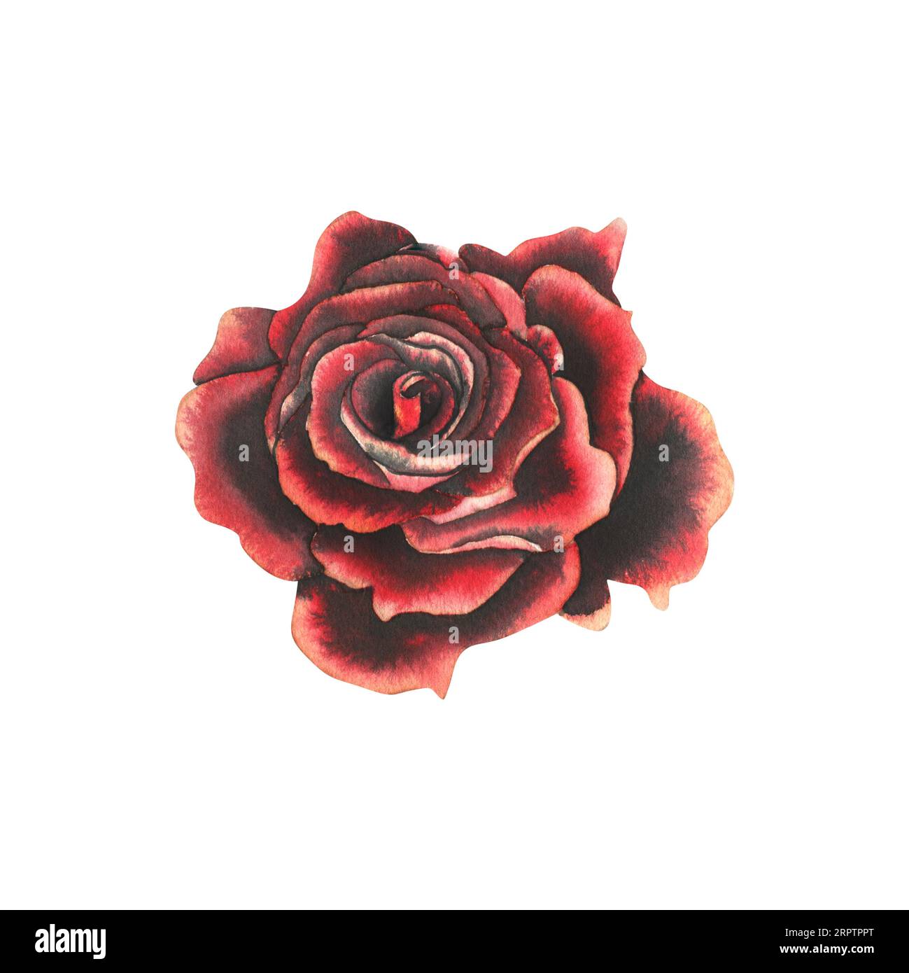 Dark Red And Black Rose Tattoo