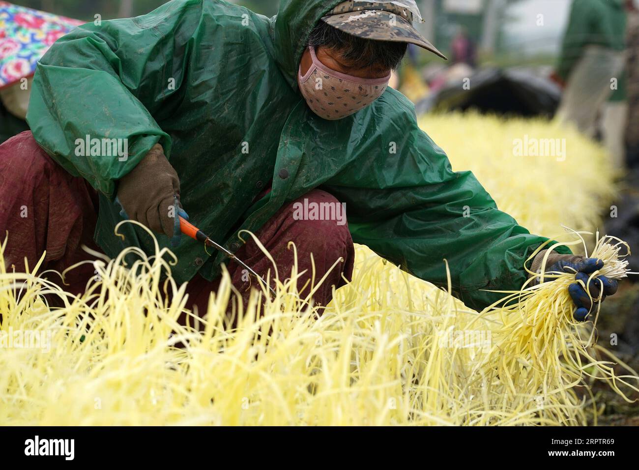 200417 -- NANJING, April 17, 2020 -- A farmer harvests hotbed chives in ...
