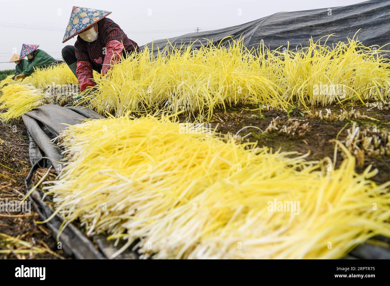 200417 -- NANJING, April 17, 2020 -- Farmers harvest hotbed chives in ...
