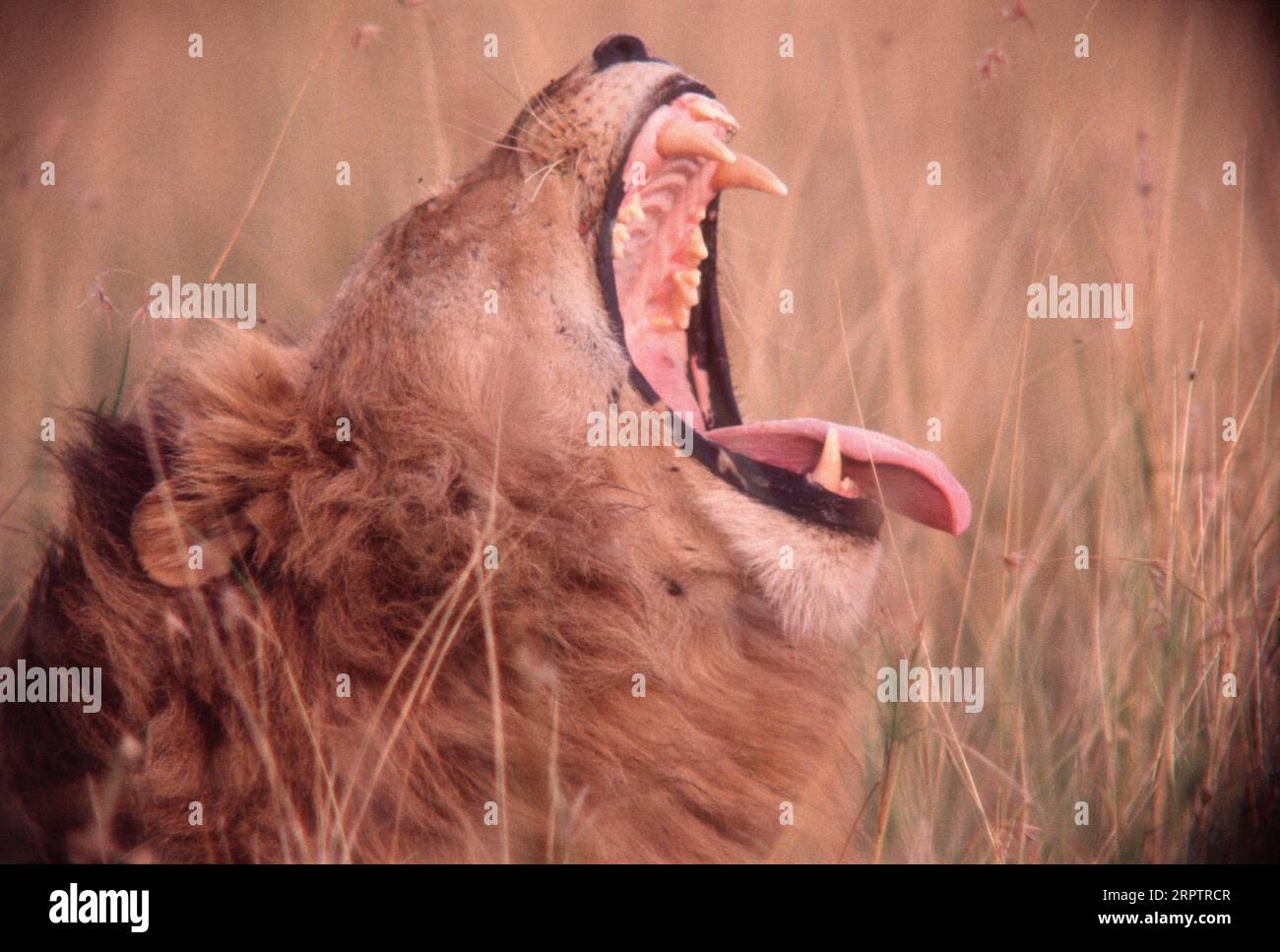 Male lion showing his long canines, Masai Mara Game Reserve, Kenya ...