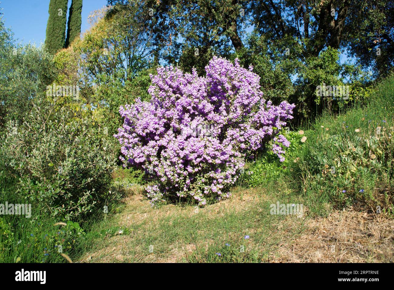 Langman's sage (Leucophyllum langmanae) in bloom in a garden on the ...