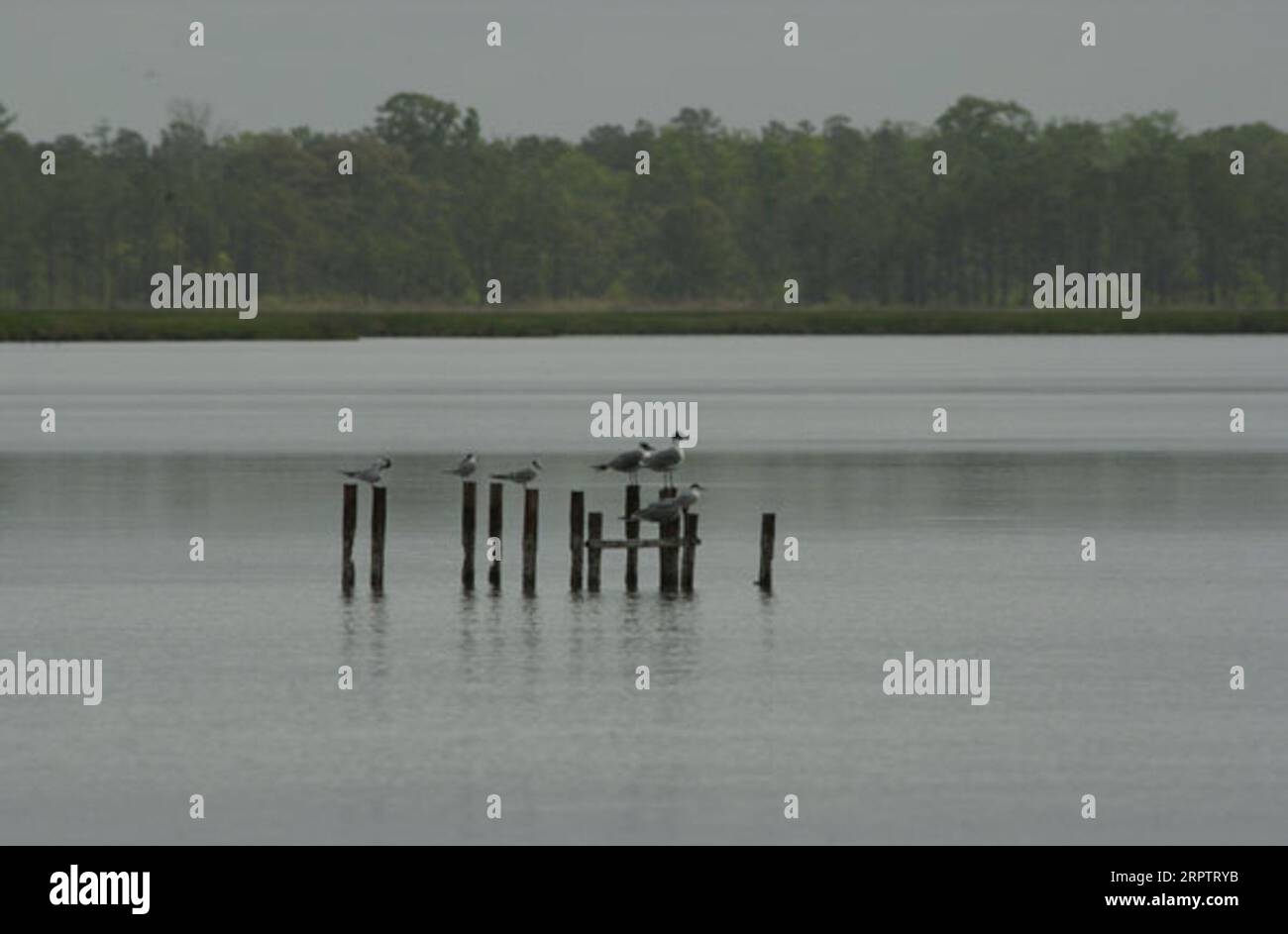 Wildlife viewed during visit of Secretary Gale Norton to Louisiana to ...