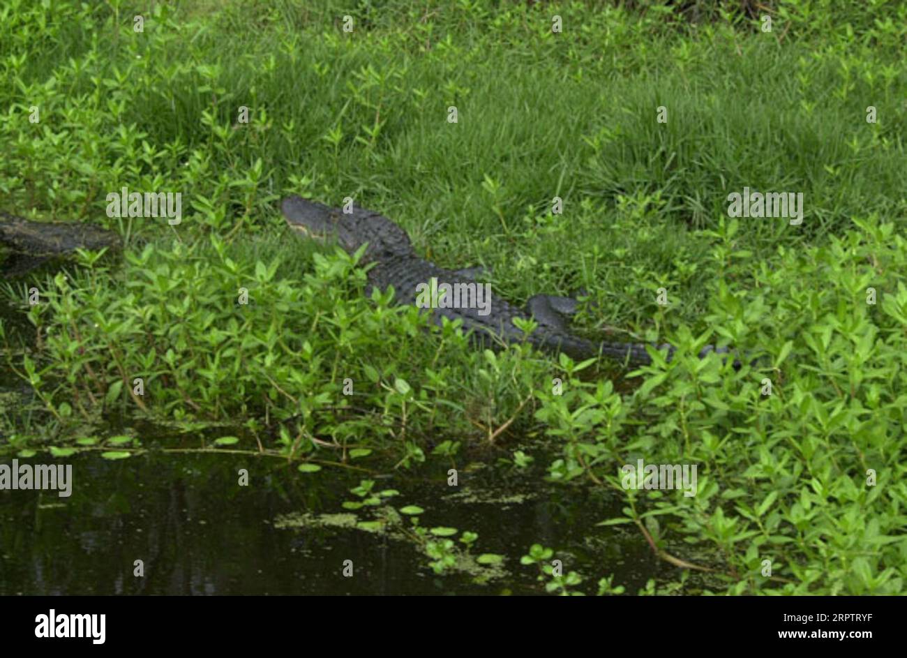 Alligator viewed during visit of Secretary Gale Norton to Louisiana to ...