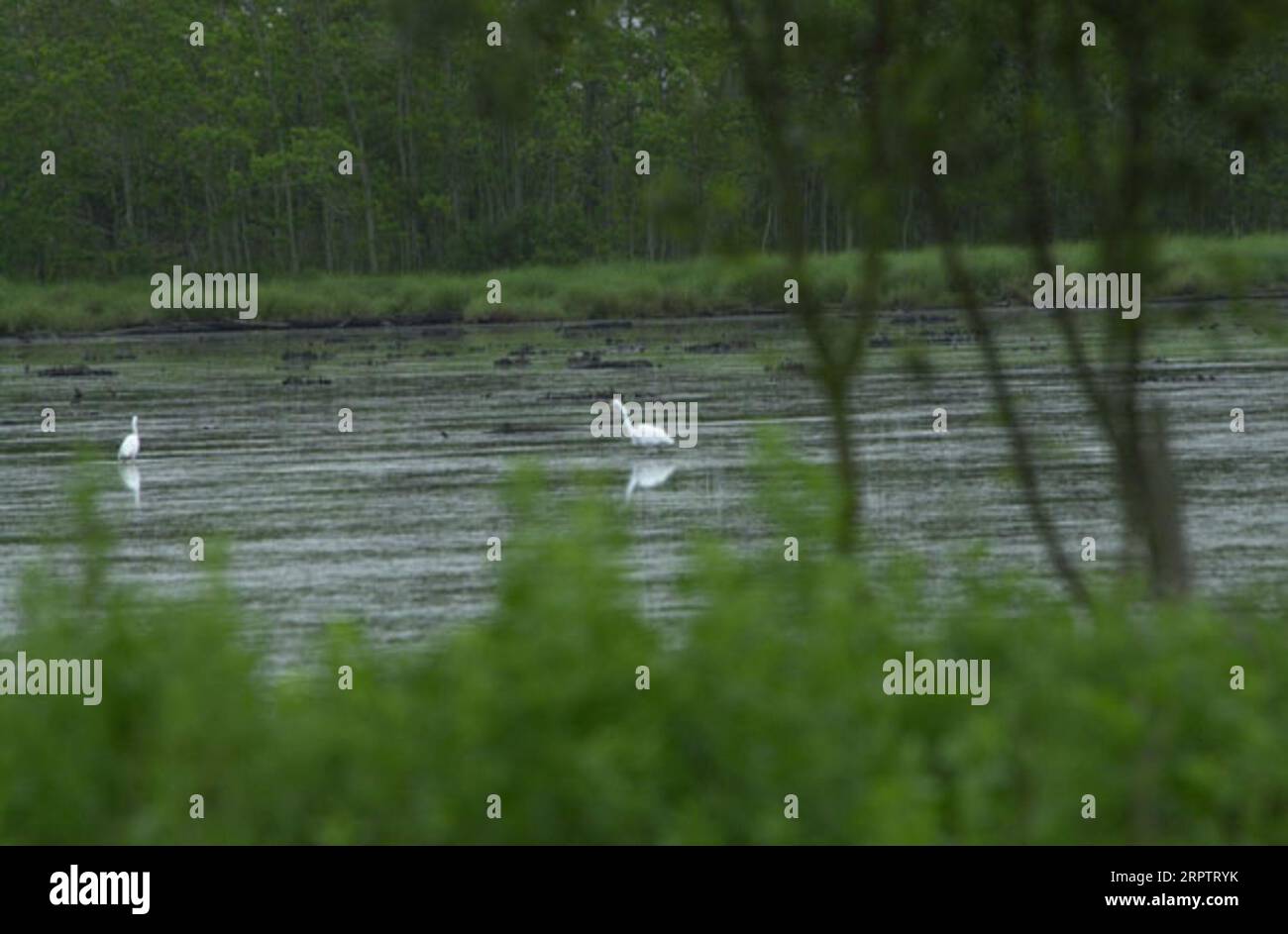 Wildlife viewed during visit of Secretary Gale Norton to Louisiana to ...