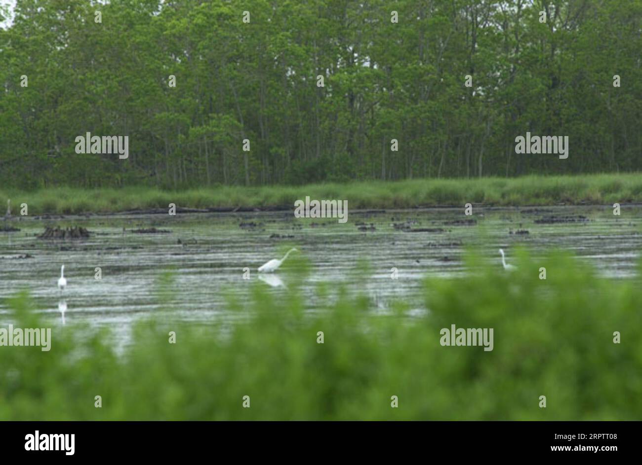 Wildlife viewed during visit of Secretary Gale Norton to Louisiana to ...