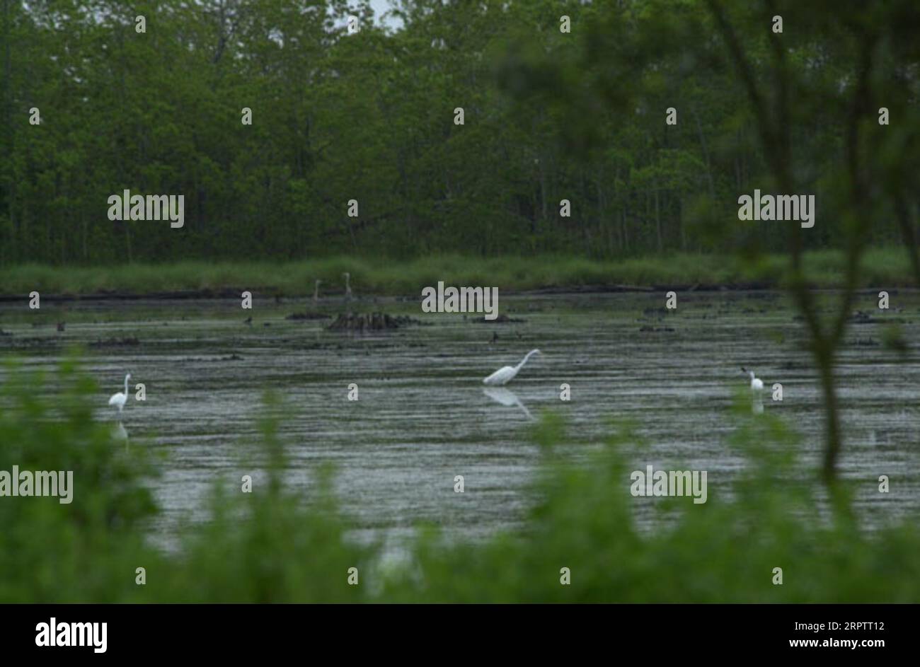 Wildlife viewed during visit of Secretary Gale Norton to Louisiana to ...