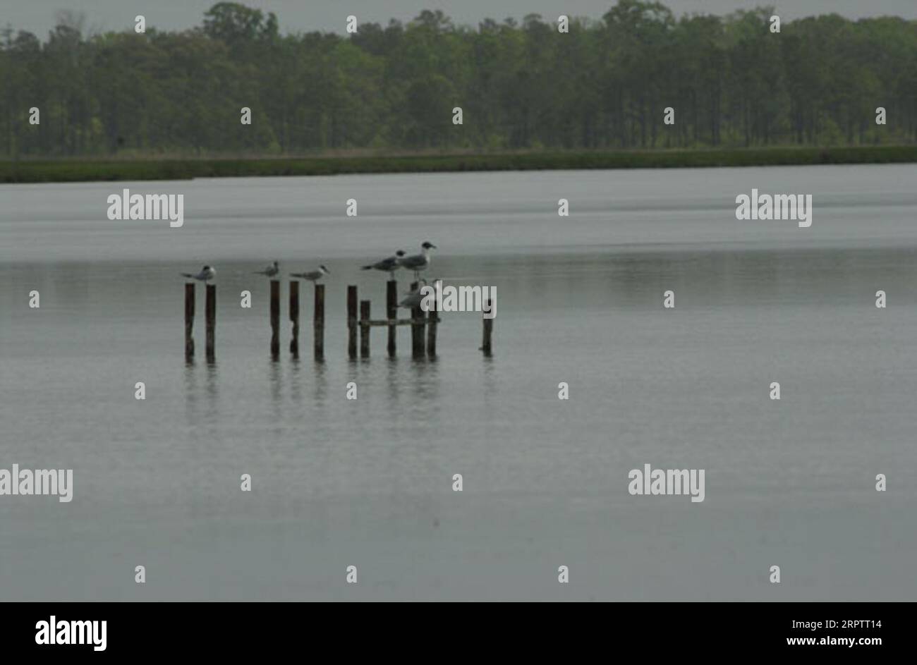 Wildlife viewed during visit of Secretary Gale Norton to Louisiana to ...