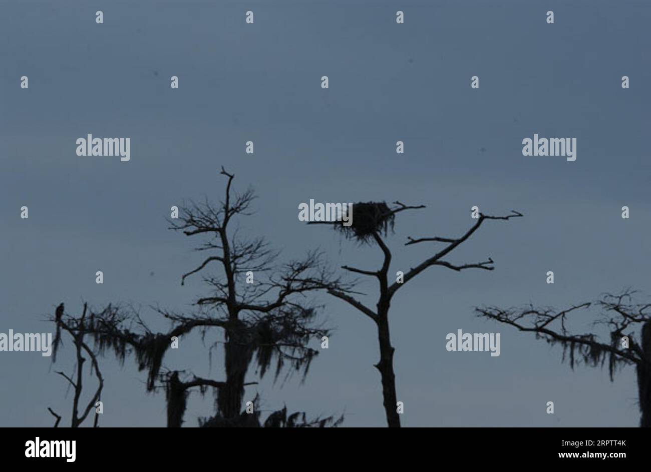 Wildlife viewed during visit of Secretary Gale Norton to Louisiana to ...