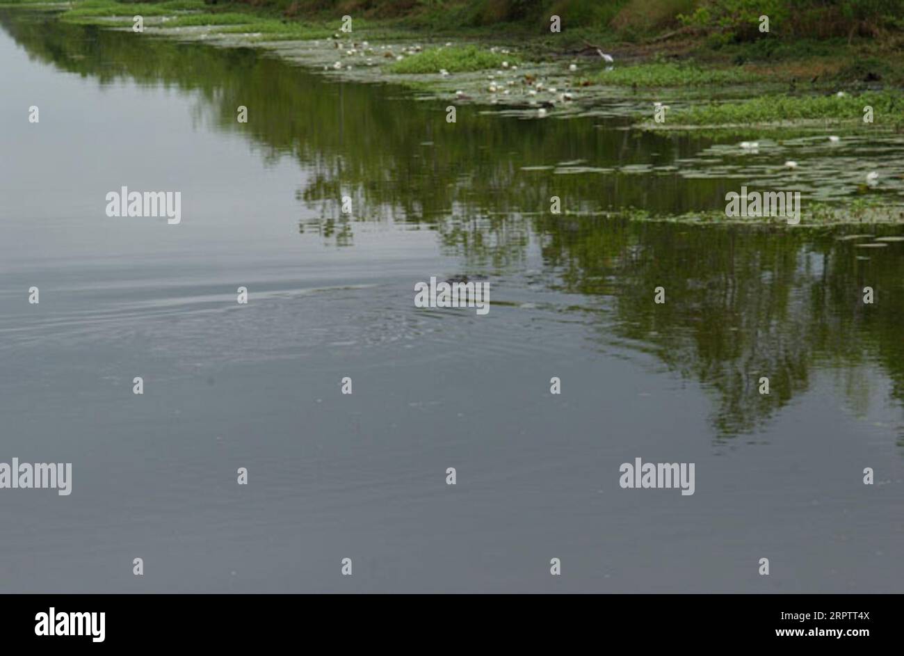 Wildlife viewed during visit of Secretary Gale Norton to Louisiana to ...