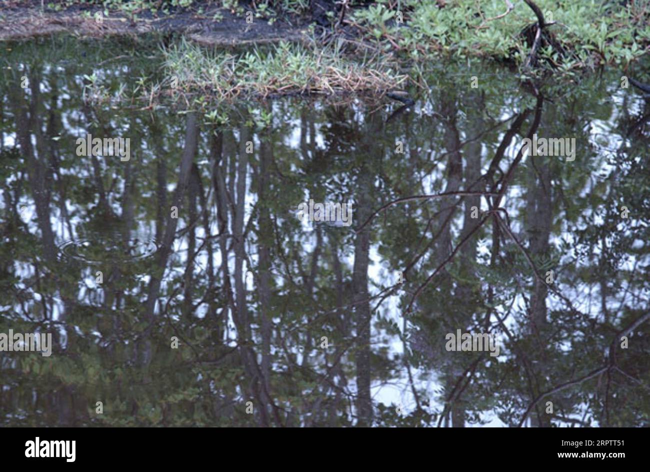 Wildlife viewed during visit of Secretary Gale Norton to Louisiana to ...