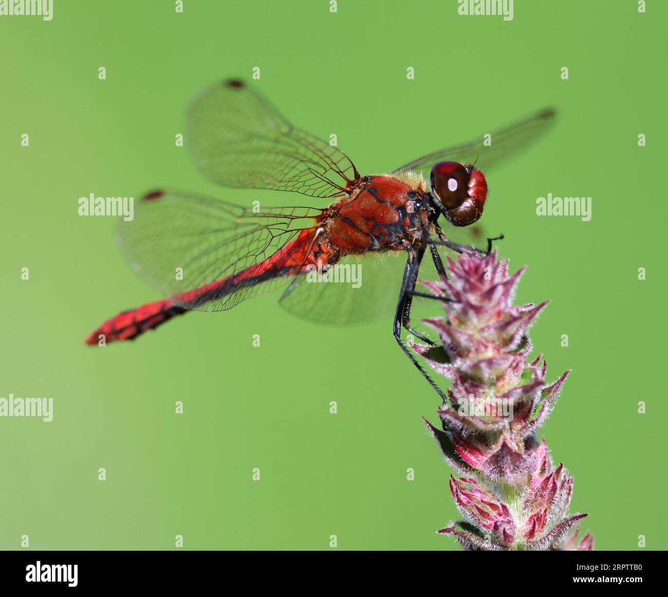 Dragonfly species hi-res stock photography and images - Alamy