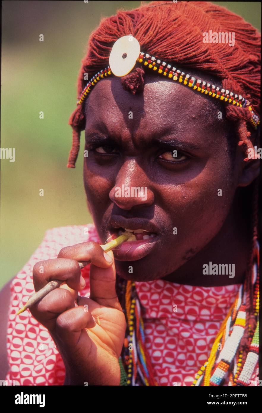 Masai warrior brushing his teeth with a toothbrush made of native plant ...