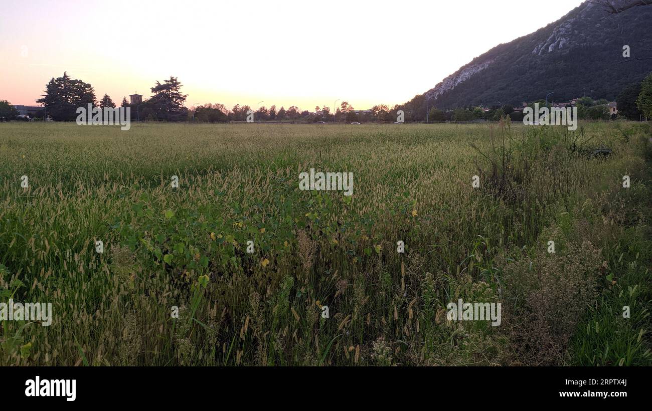 landscape with meadow and mountains in northern Italy Stock Photo - Alamy