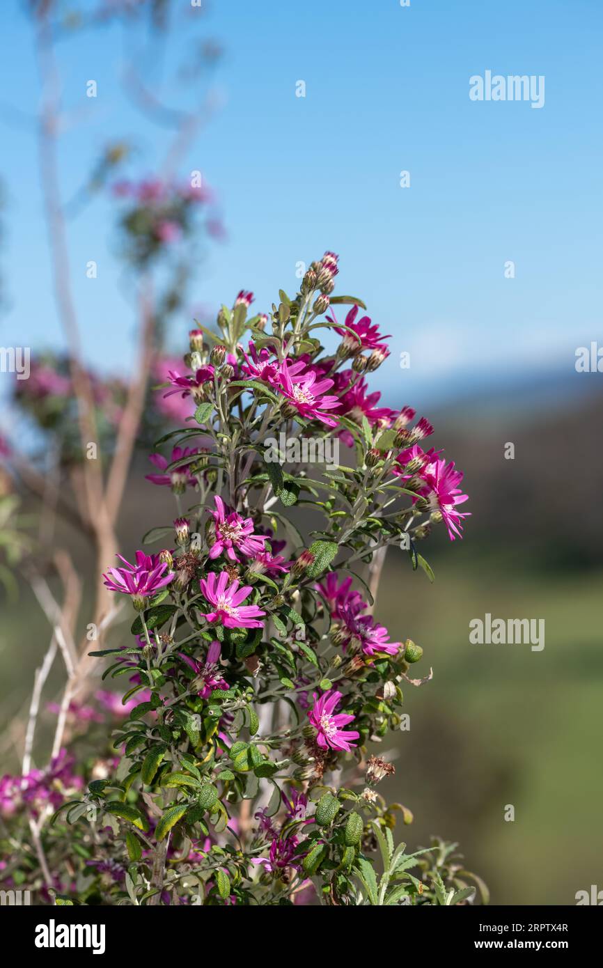 Close up of combers pink alpine daisy bush (olearia phlogogappa ...