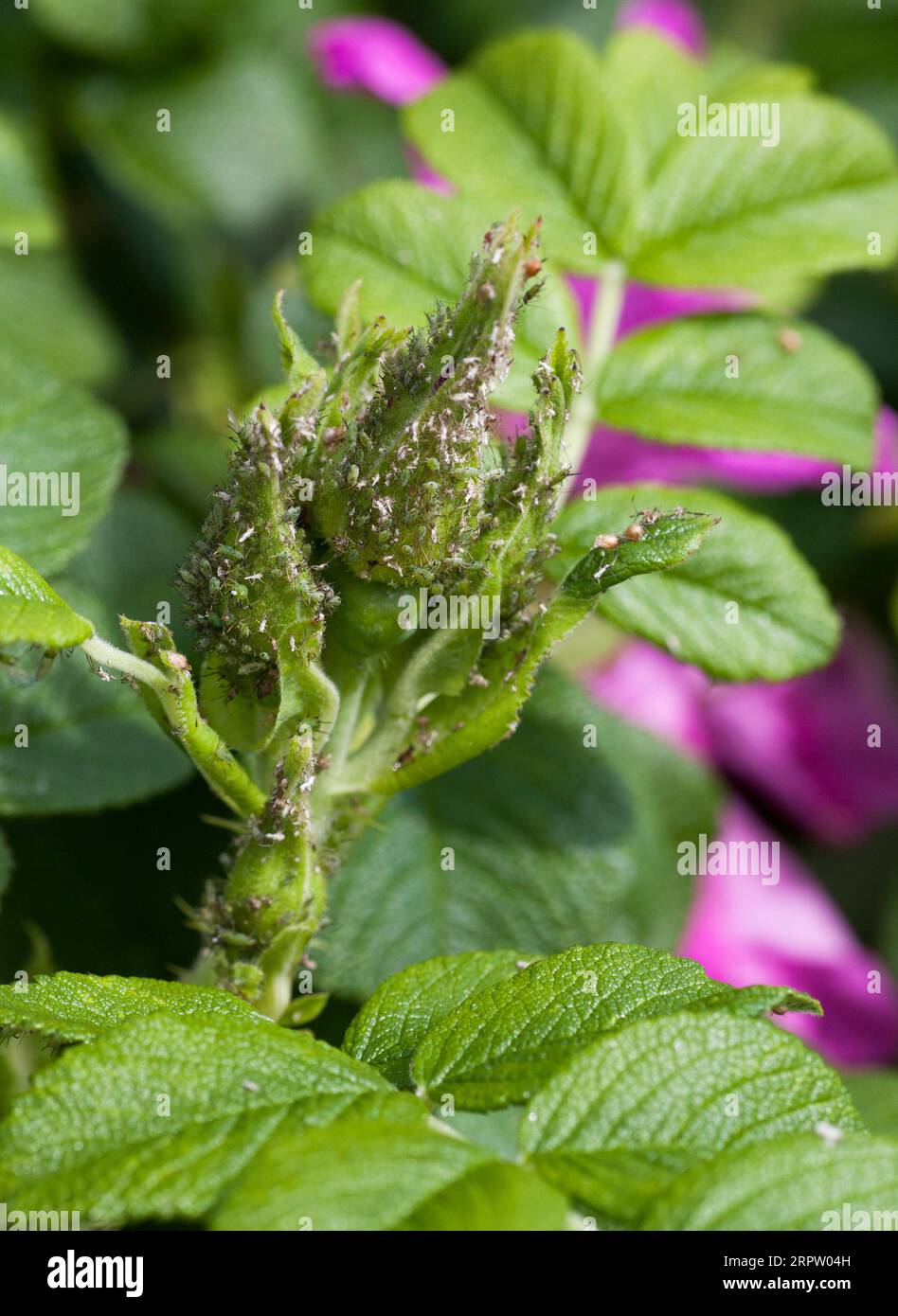 APHIDS on a rose plant in garden Stock Photo - Alamy
