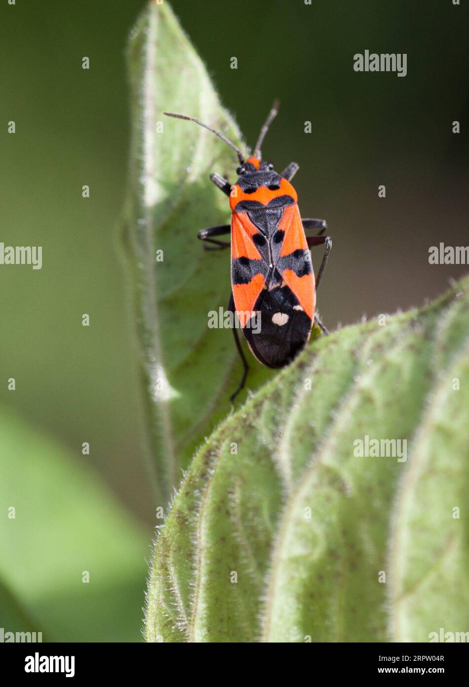 LYGAEUS EQUESTRIS Black-and-red-bug Stock Photo - Alamy