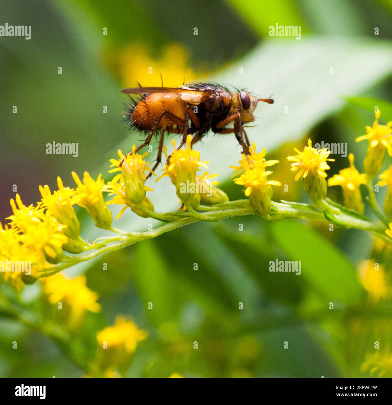 Flies on flowers hi-res stock photography and images - Alamy
