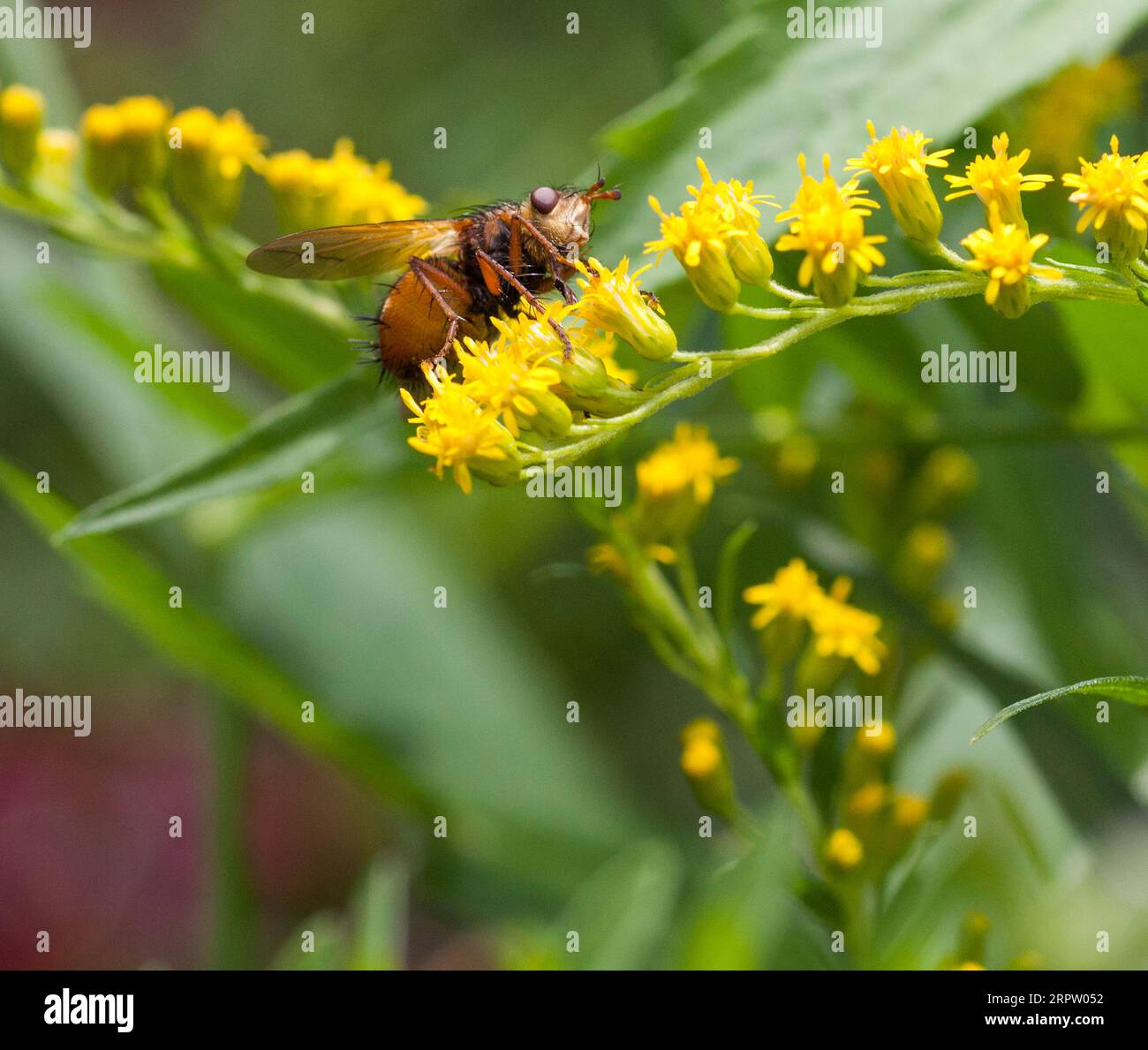 Tachina tachinidae hi-res stock photography and images - Alamy