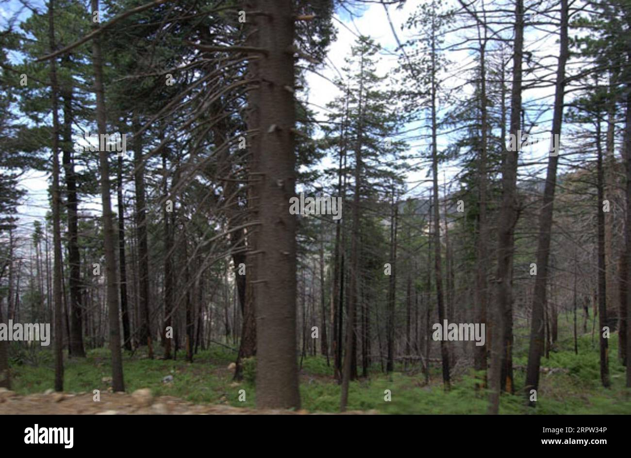 Coronado National Forest in vicinity of Mount Graham International ...